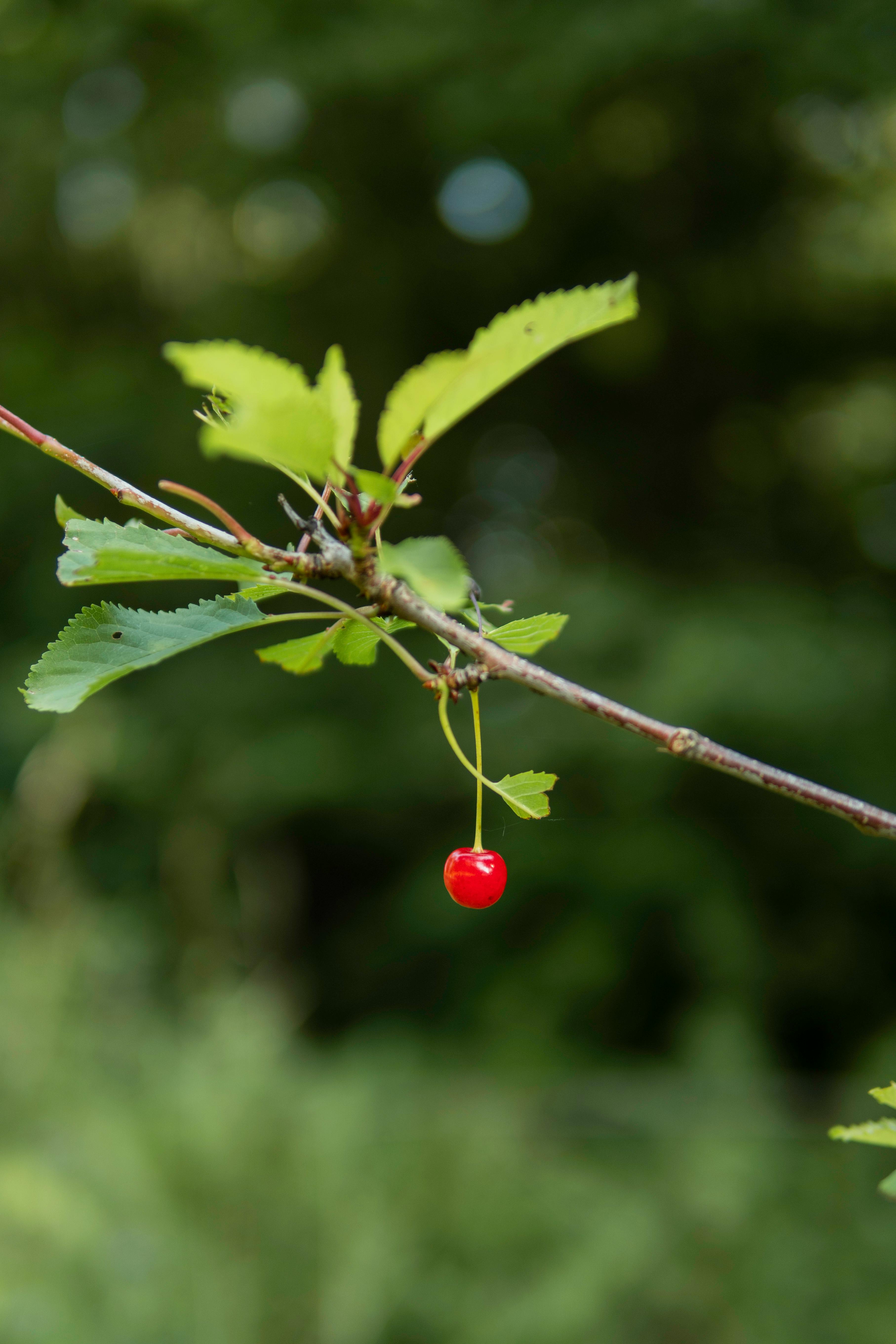 Fire Cherry Photos, Download The BEST Free Fire Cherry Stock Photos ...