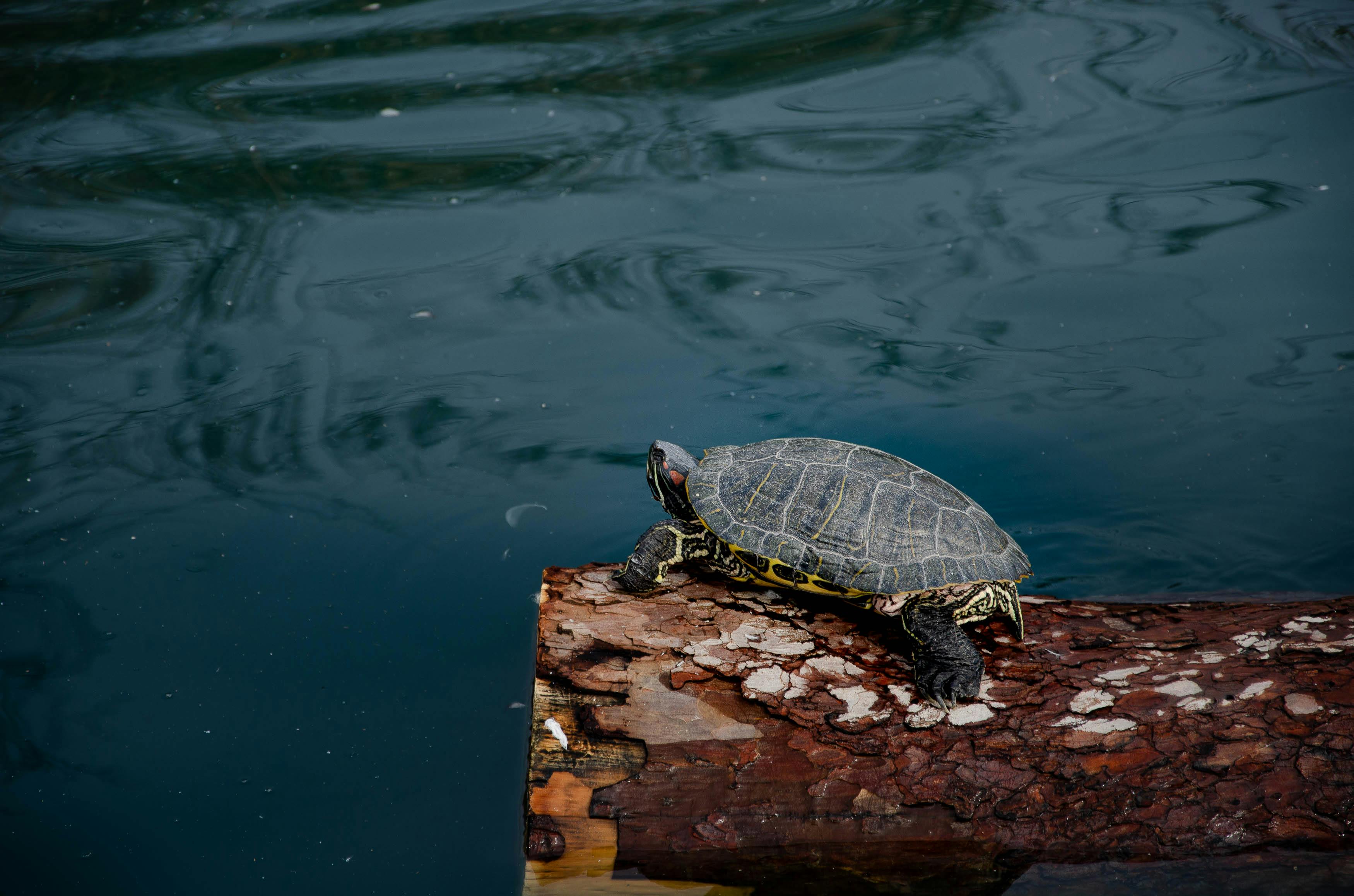 Birds Eye View Turtle Photos, Download The BEST Free Birds Eye View ...