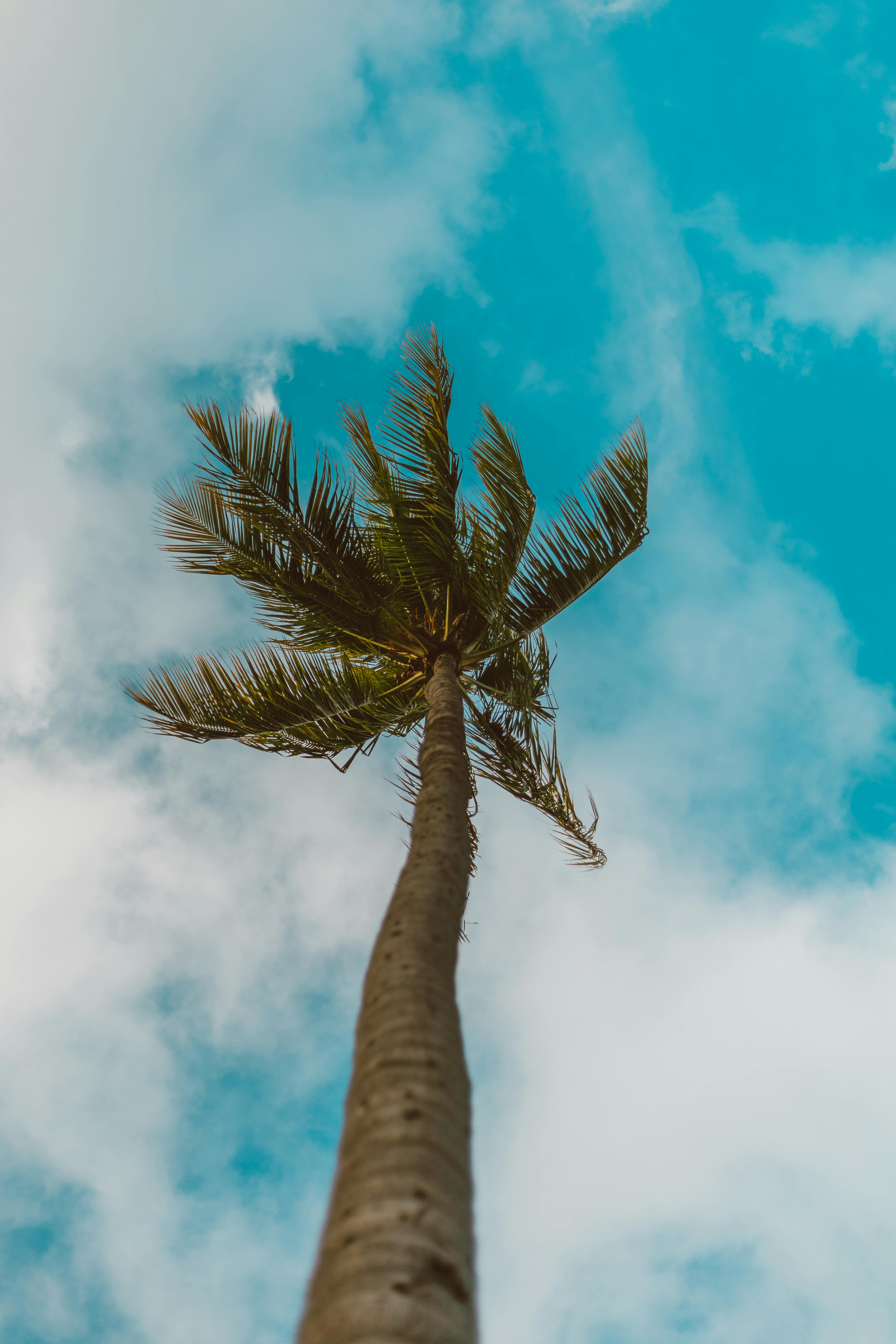 Tall Tree Photos, Download The BEST Free Tall Tree Stock Photos & HD Images