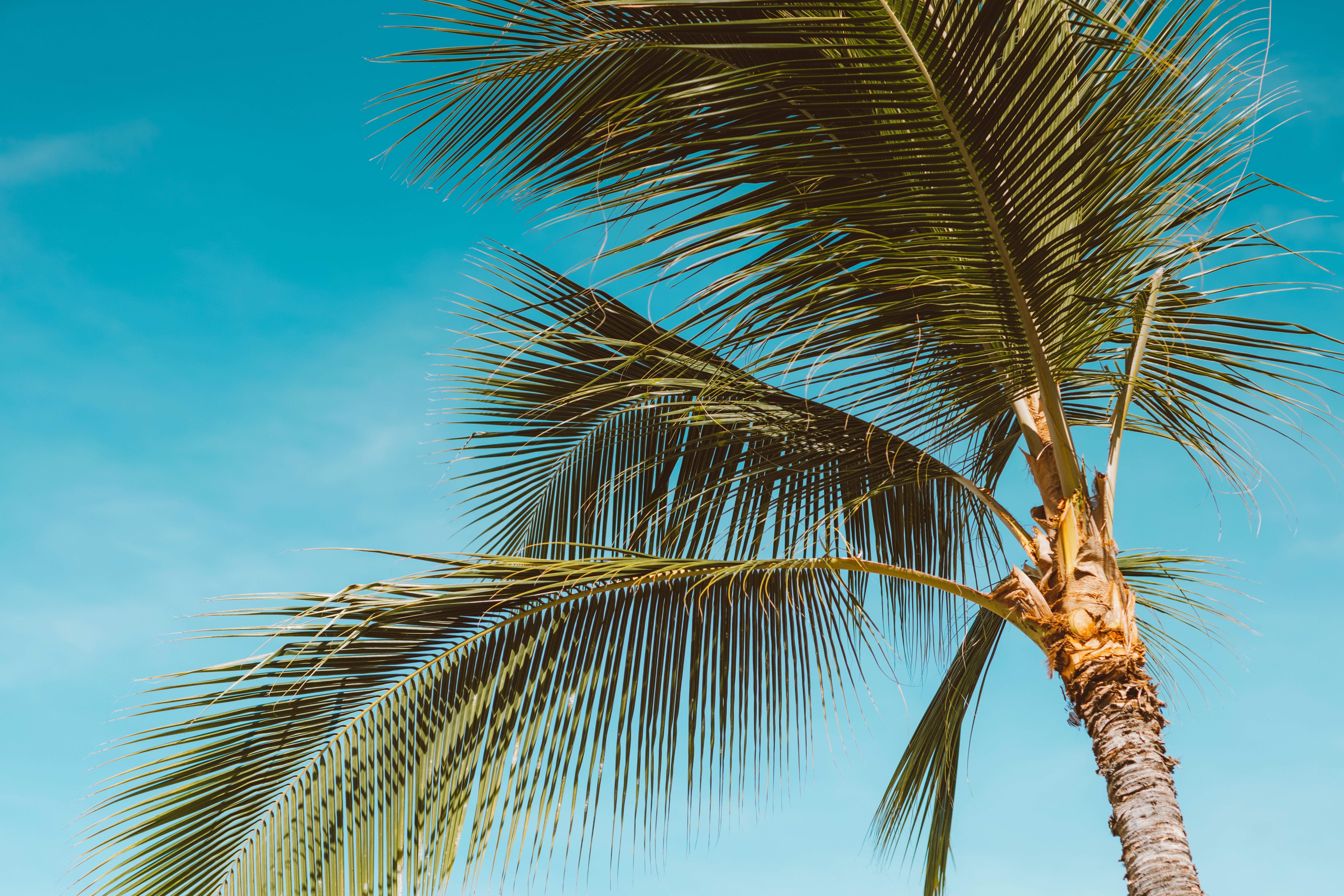 Crown of Palm Tree · Free Stock Photo