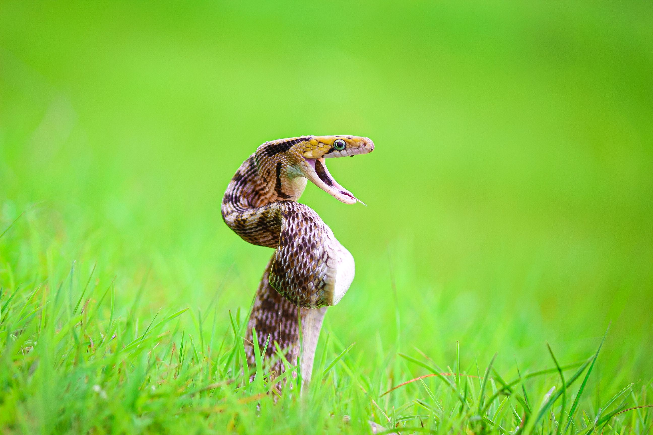 Cobra on Grass · Free Stock Photo