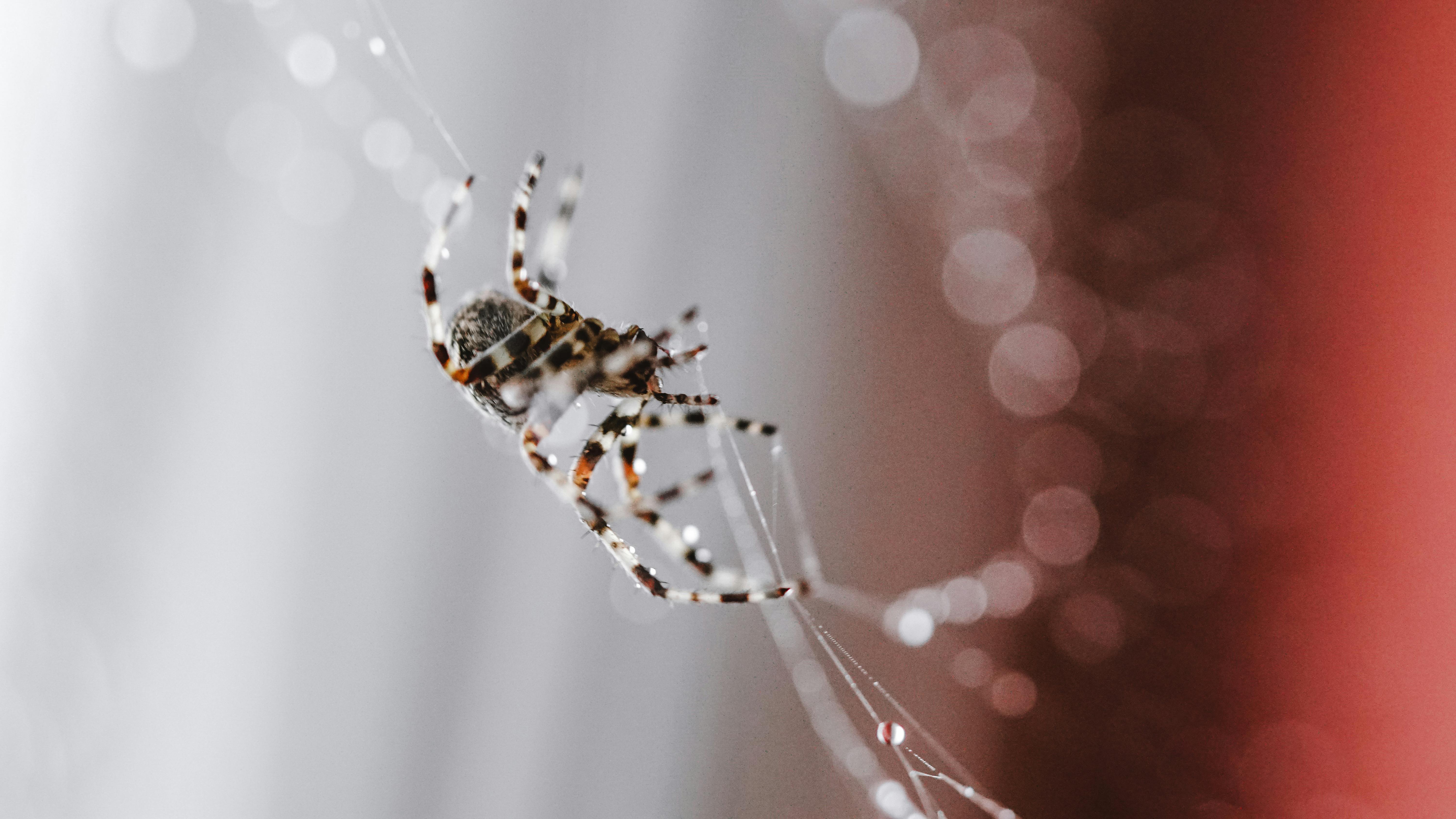 Bright Web Background Photos, Download The BEST Free Bright Web ...