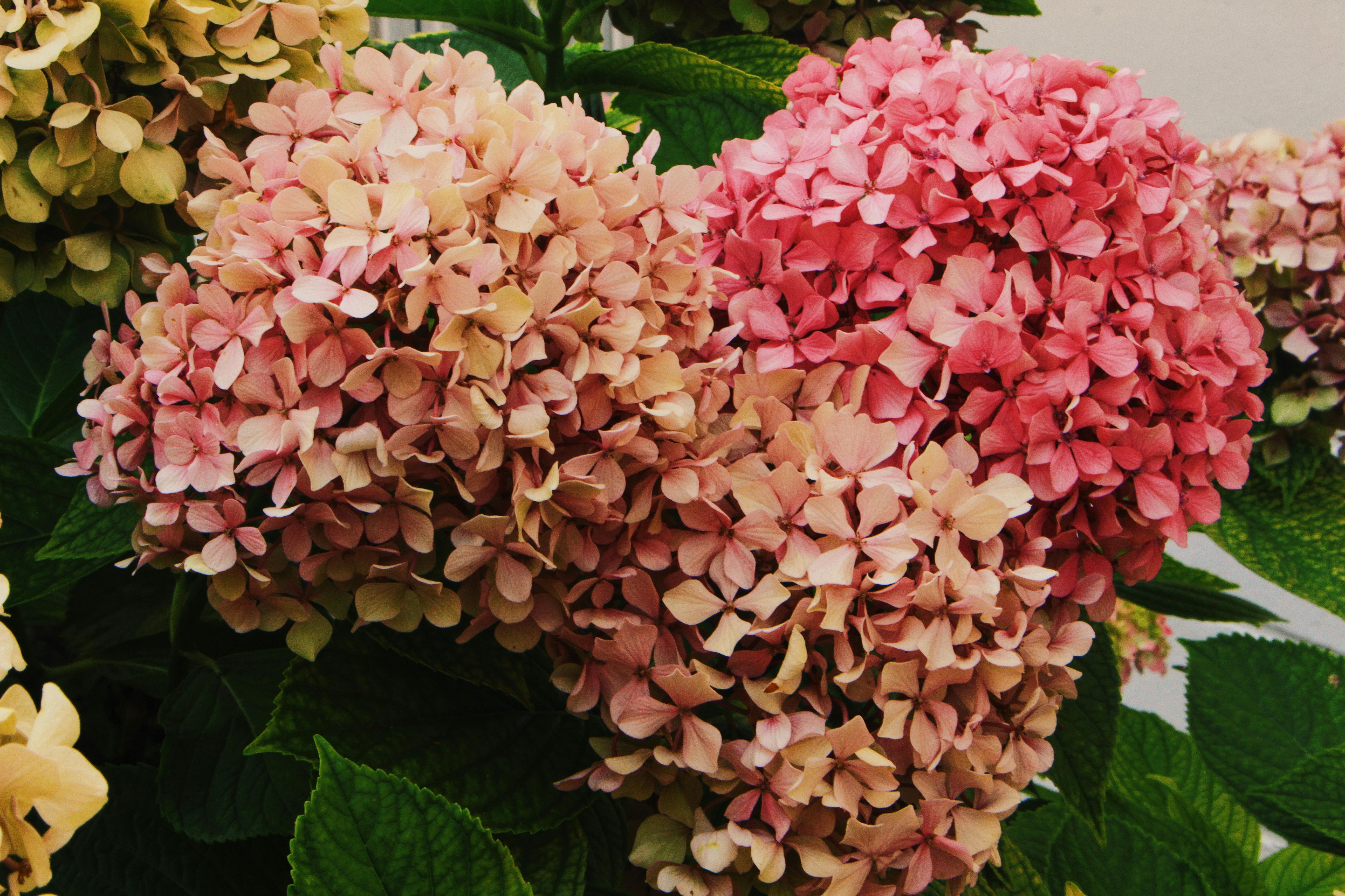 French Hydrangea Photos, Download Free French Hydrangea Stock Photos ...