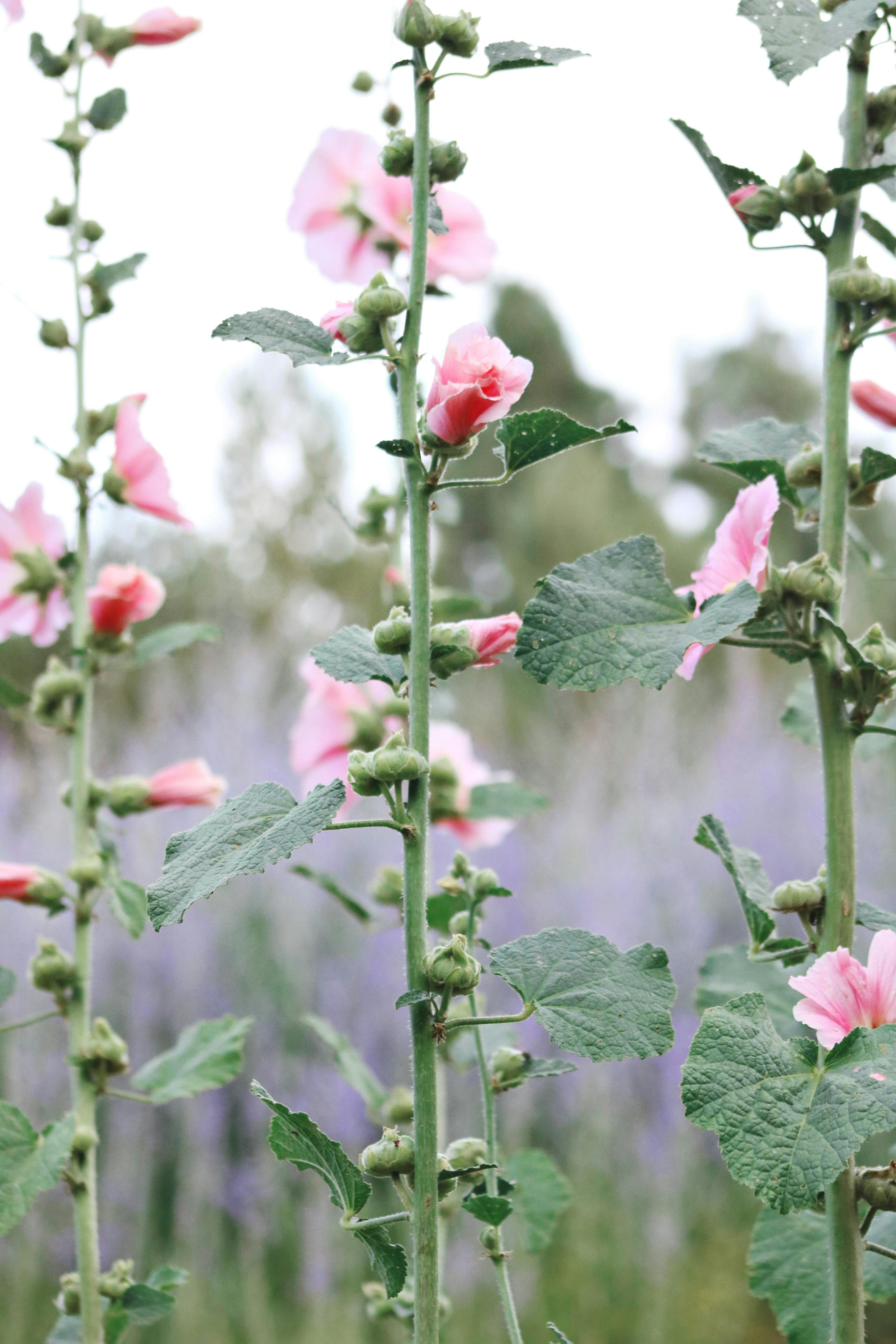 Close-up of Pink Mallow Flowers · Free Stock Photo