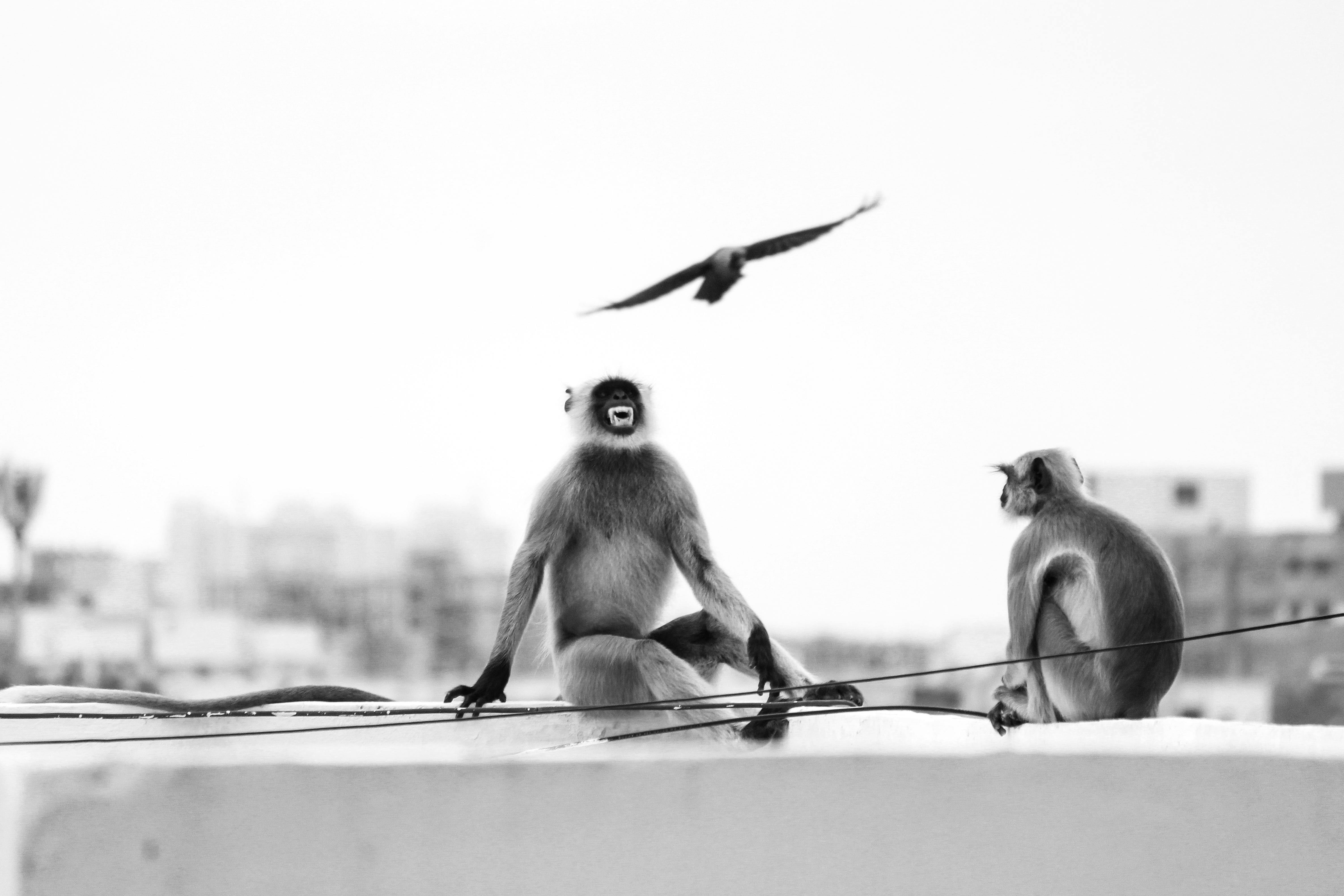 Grayscale Photo of Monkeys · Free Stock Photo