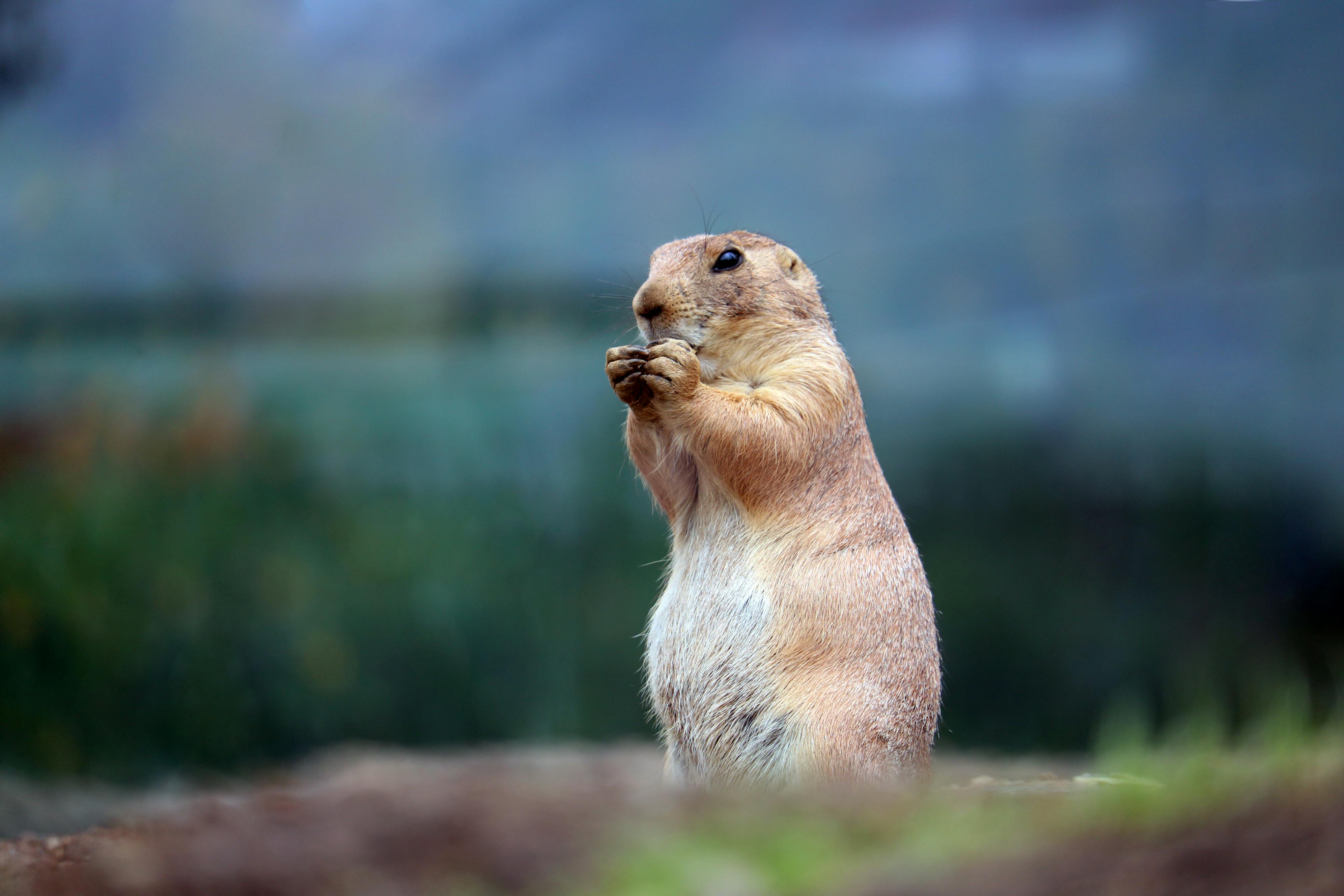 Photo of a Prairie Dog · Free Stock Photo