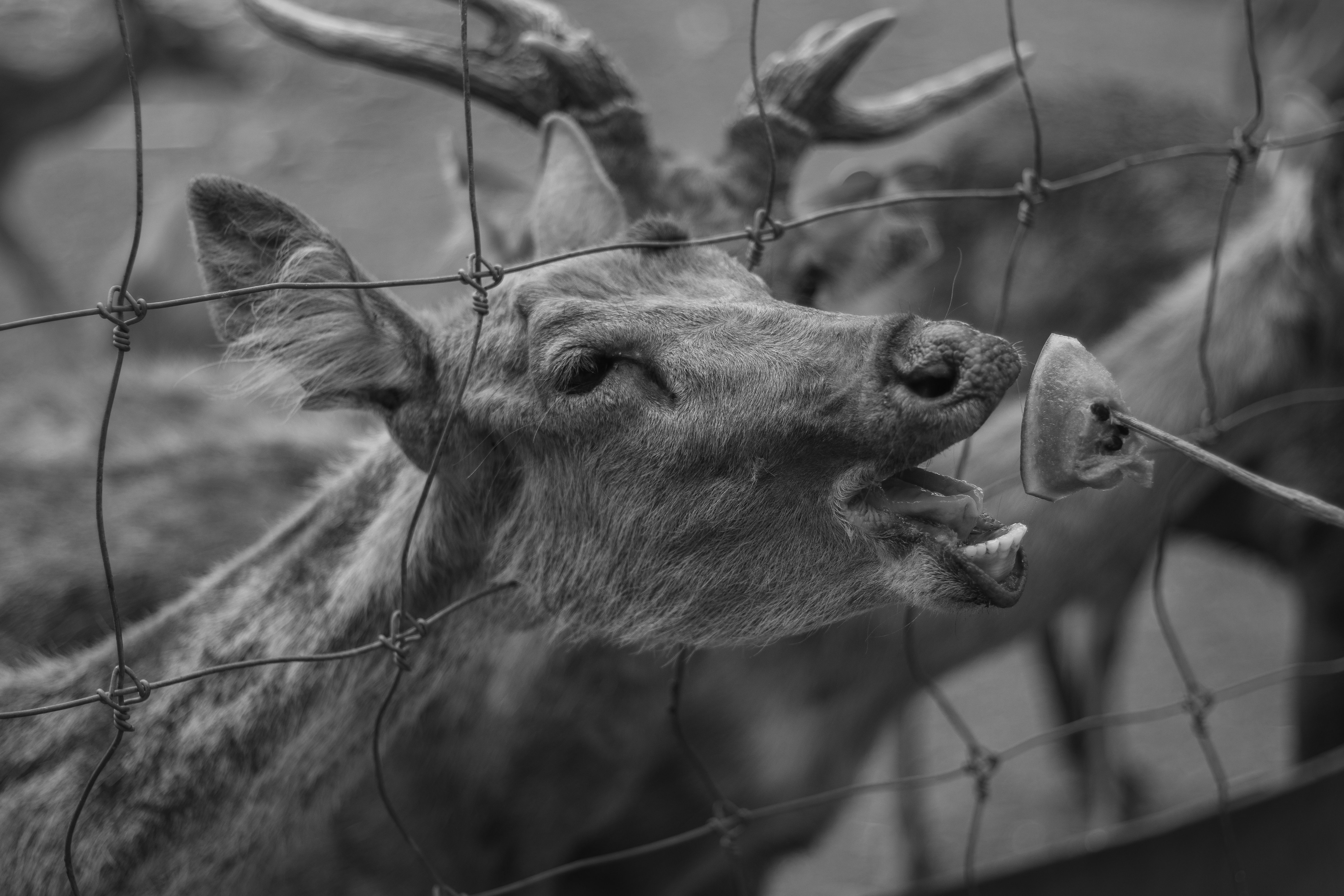 Grayscale Photo of a Deer in Cage · Free Stock Photo