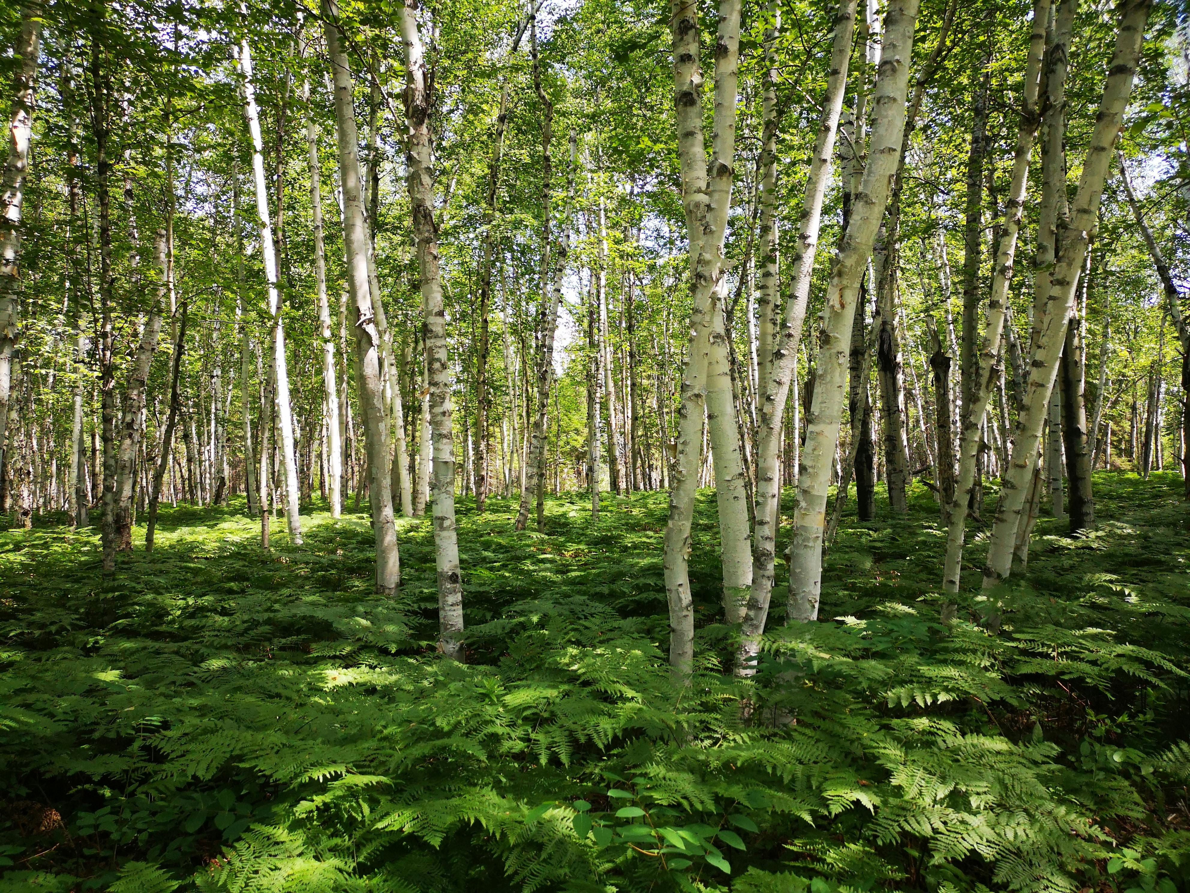 Forest with Birch Trees and Ferns · Free Stock Photo