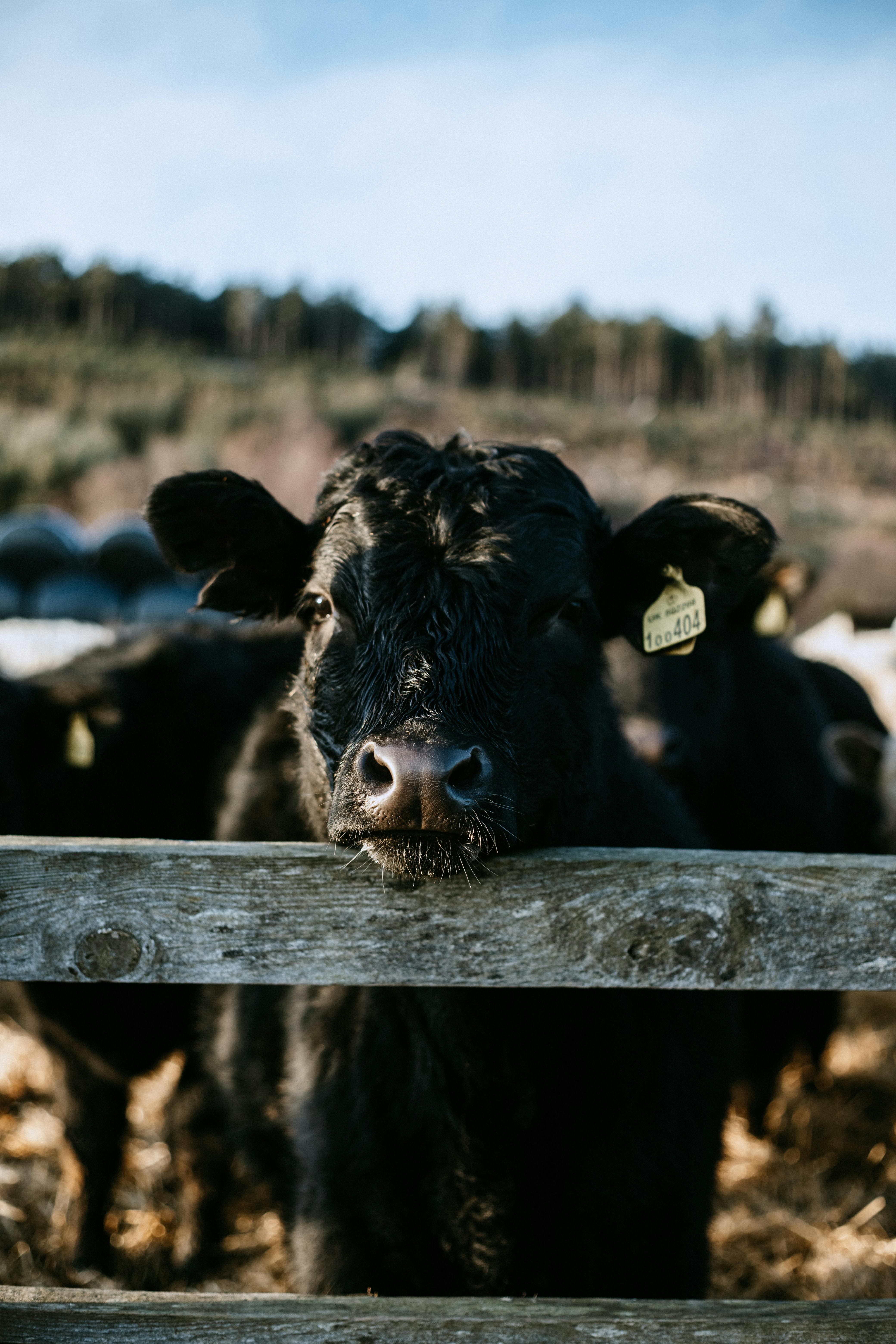 Angus Cattle Photos, Download The BEST Free Angus Cattle Stock Photos ...