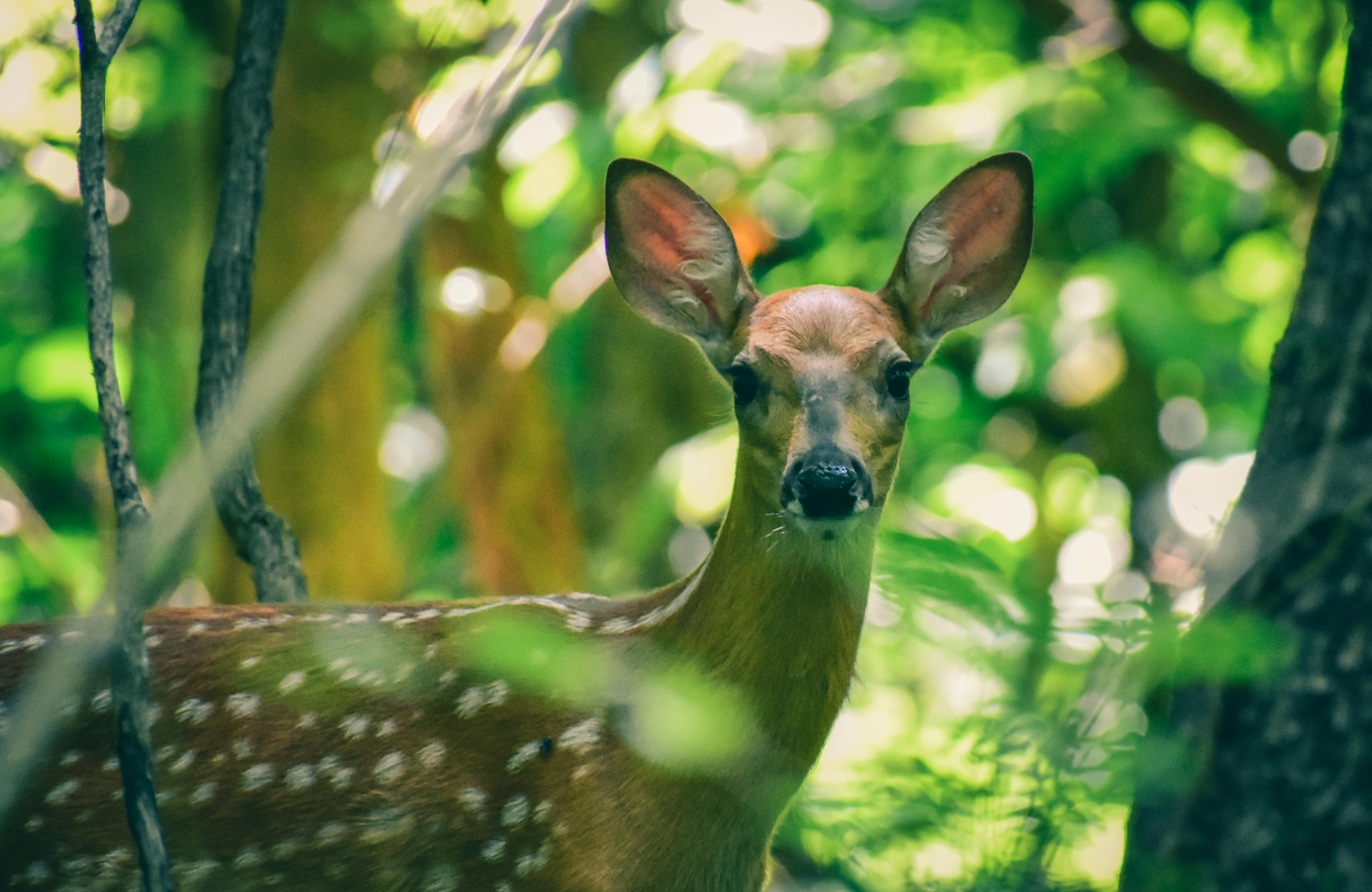 Otters drinking water from river · Free Stock Photo