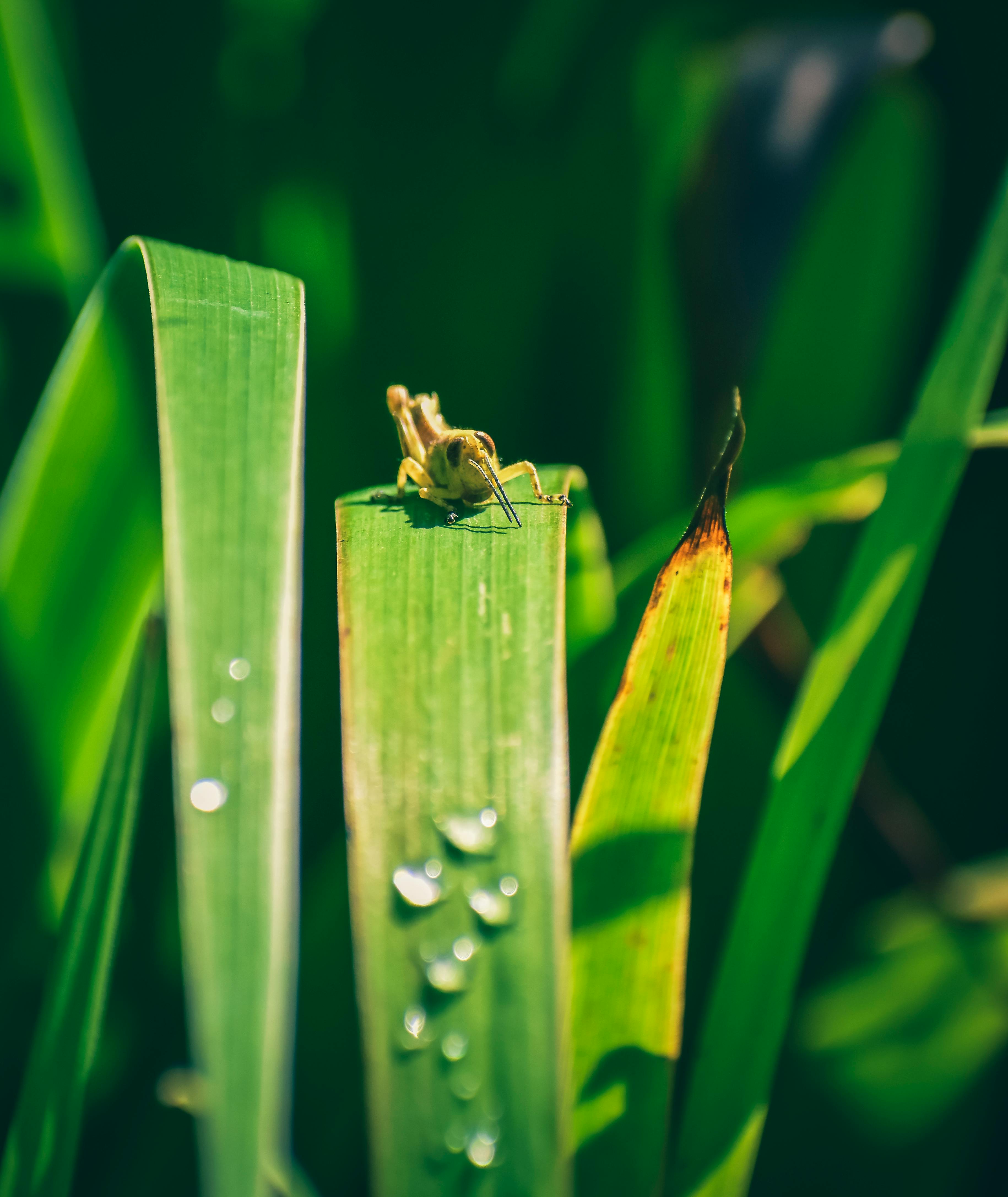 Small green insect sitting on leaf · Free Stock Photo