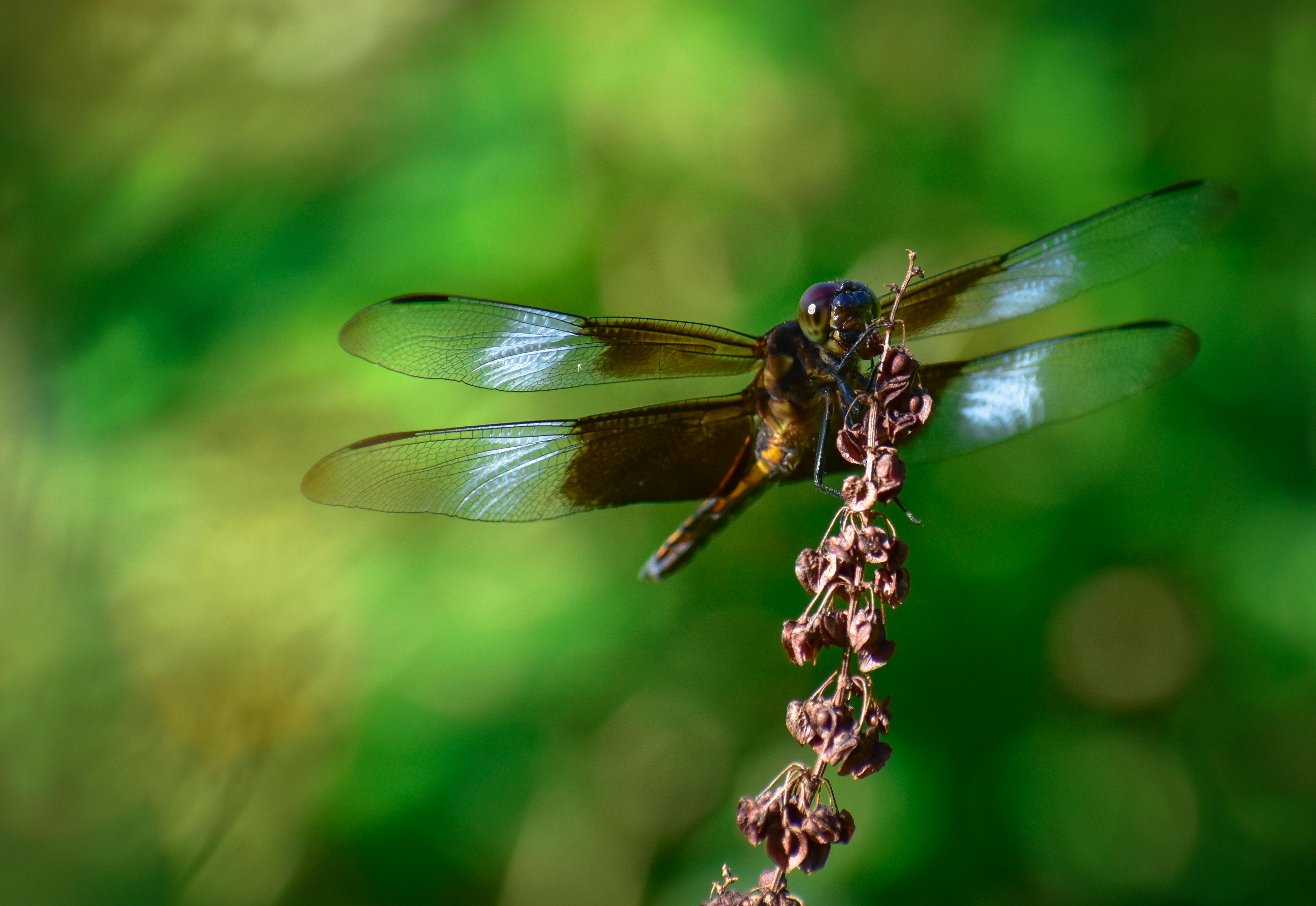 Dry Insect Preservation Photos, Download The BEST Free Dry Insect ...