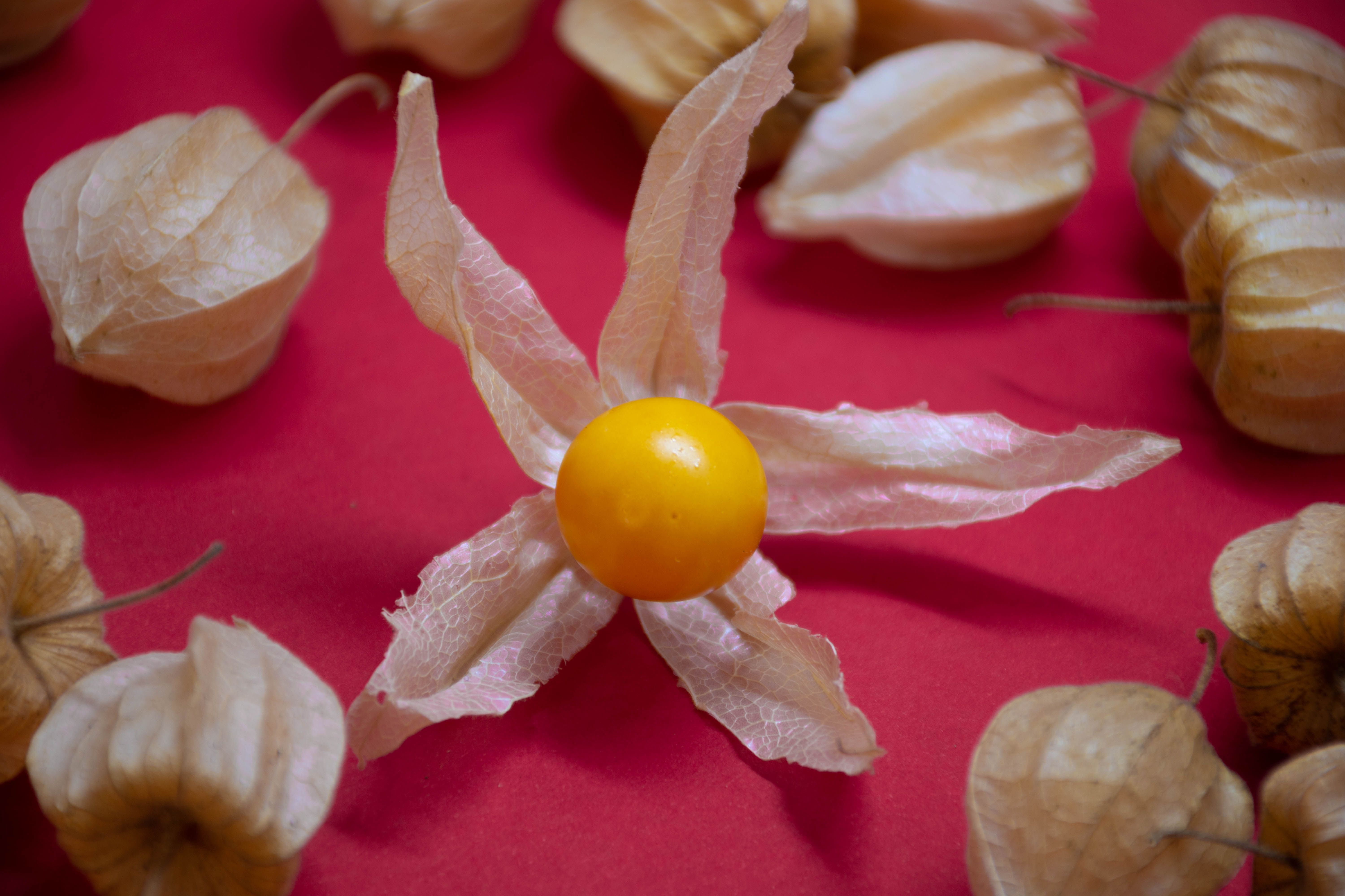 Close-up Photo of Cape Gooseberries on Red Surface · Free Stock Photo