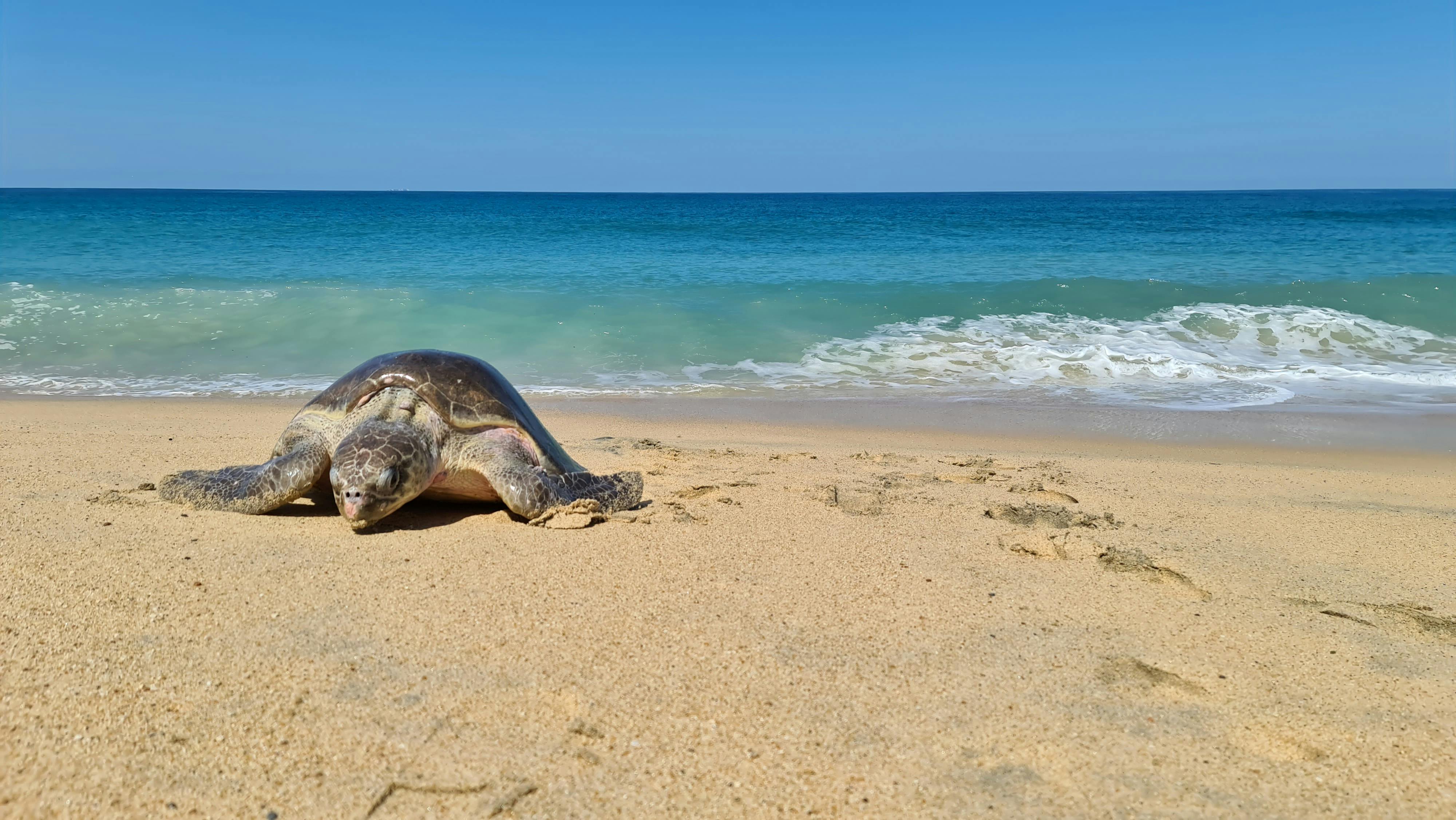 Sea Turtle on the Beach · Free Stock Photo