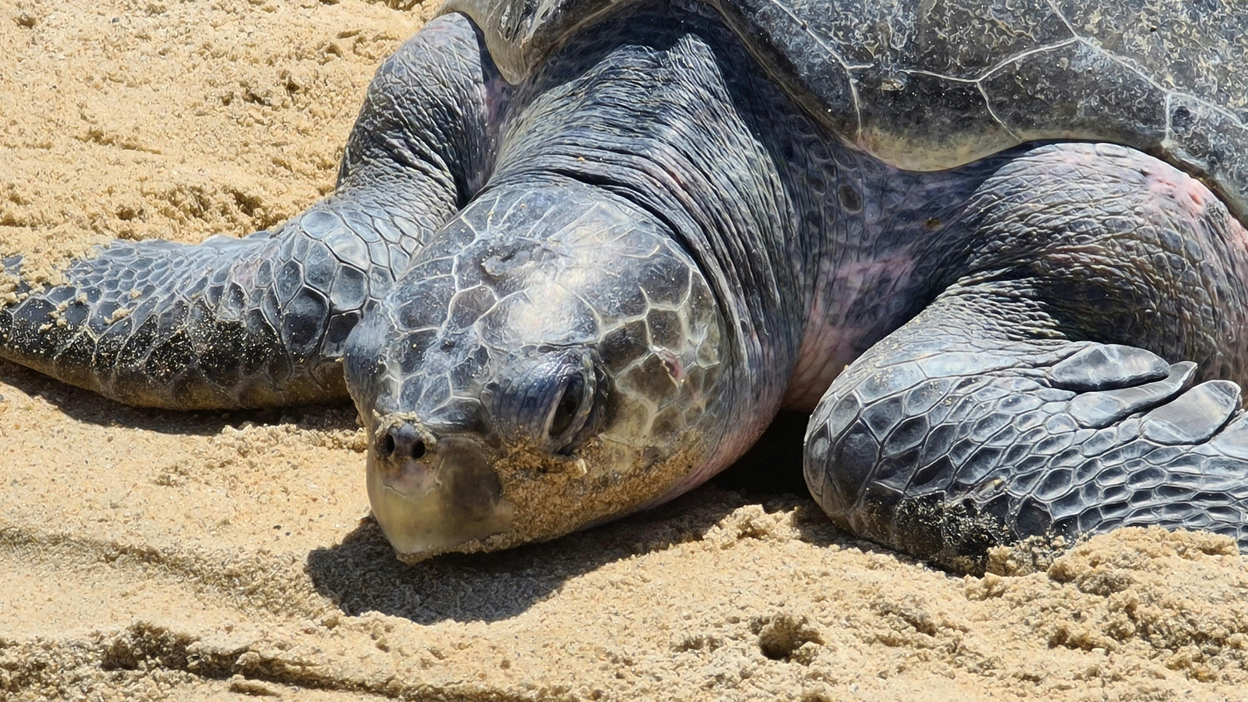 Close-up Photo of a Sea Turtle's Head · Free Stock Photo