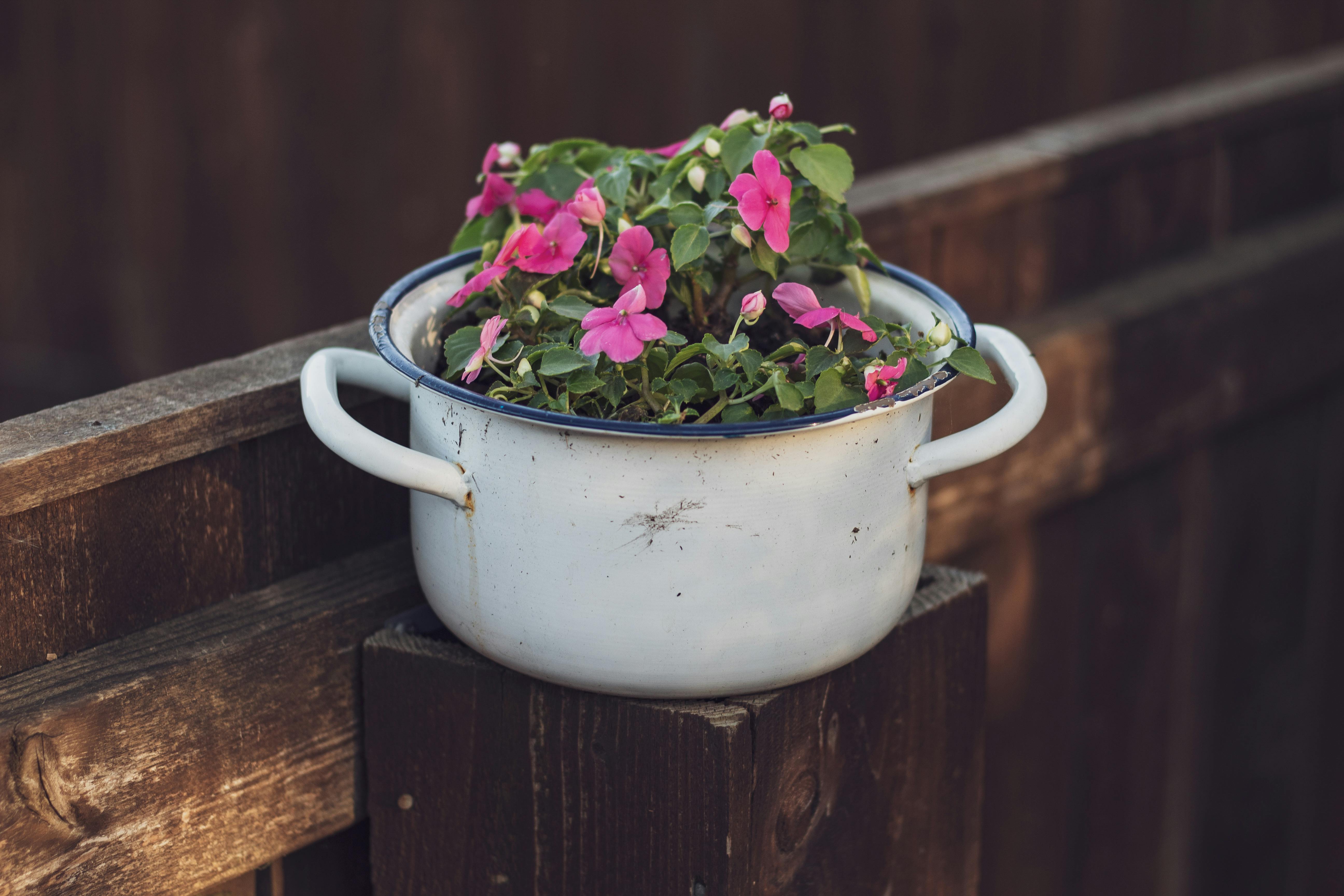 Plant Planted on a Pot · Free Stock Photo