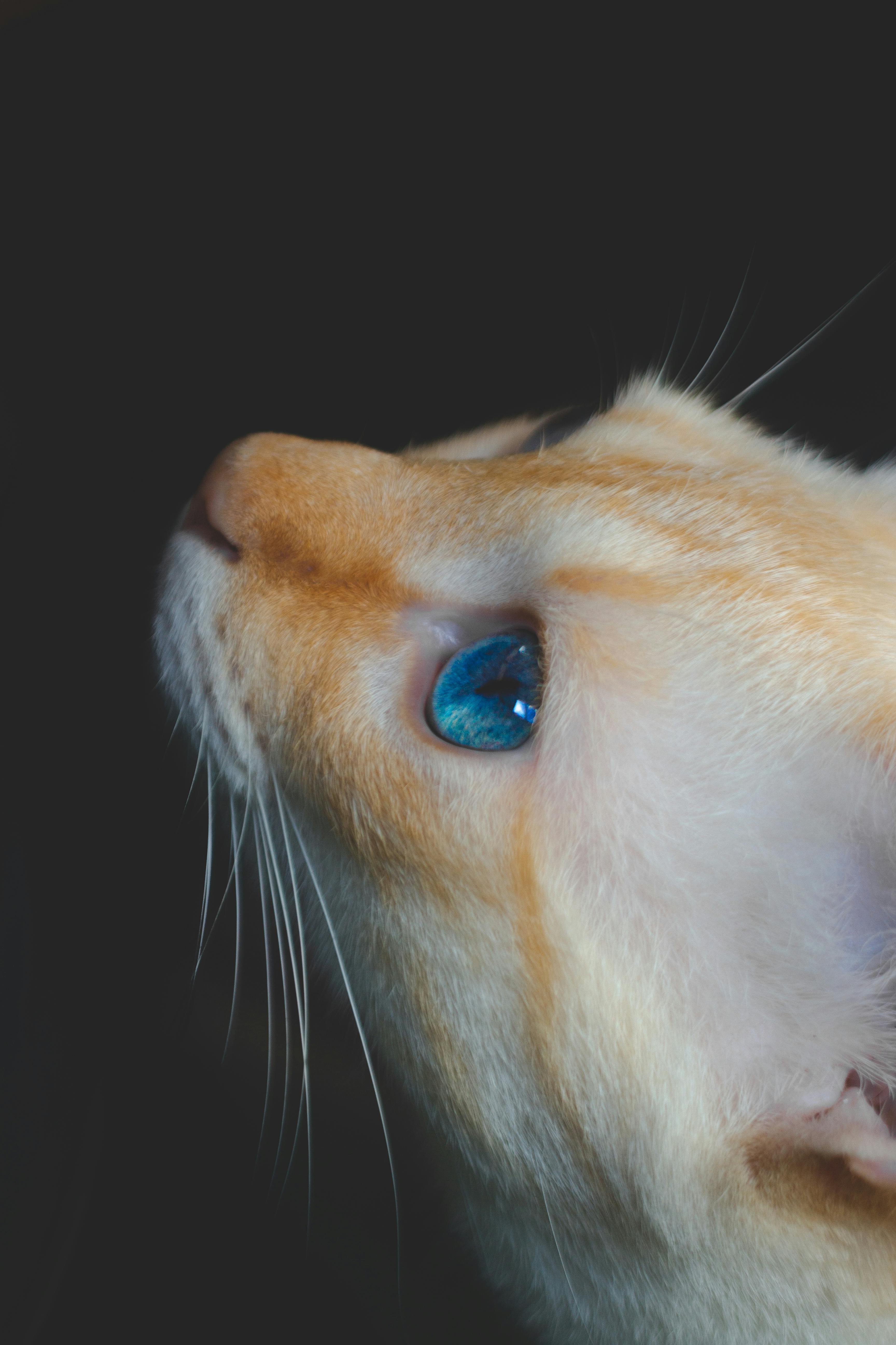 Spotted cat with bright blue eyes · Free Stock Photo