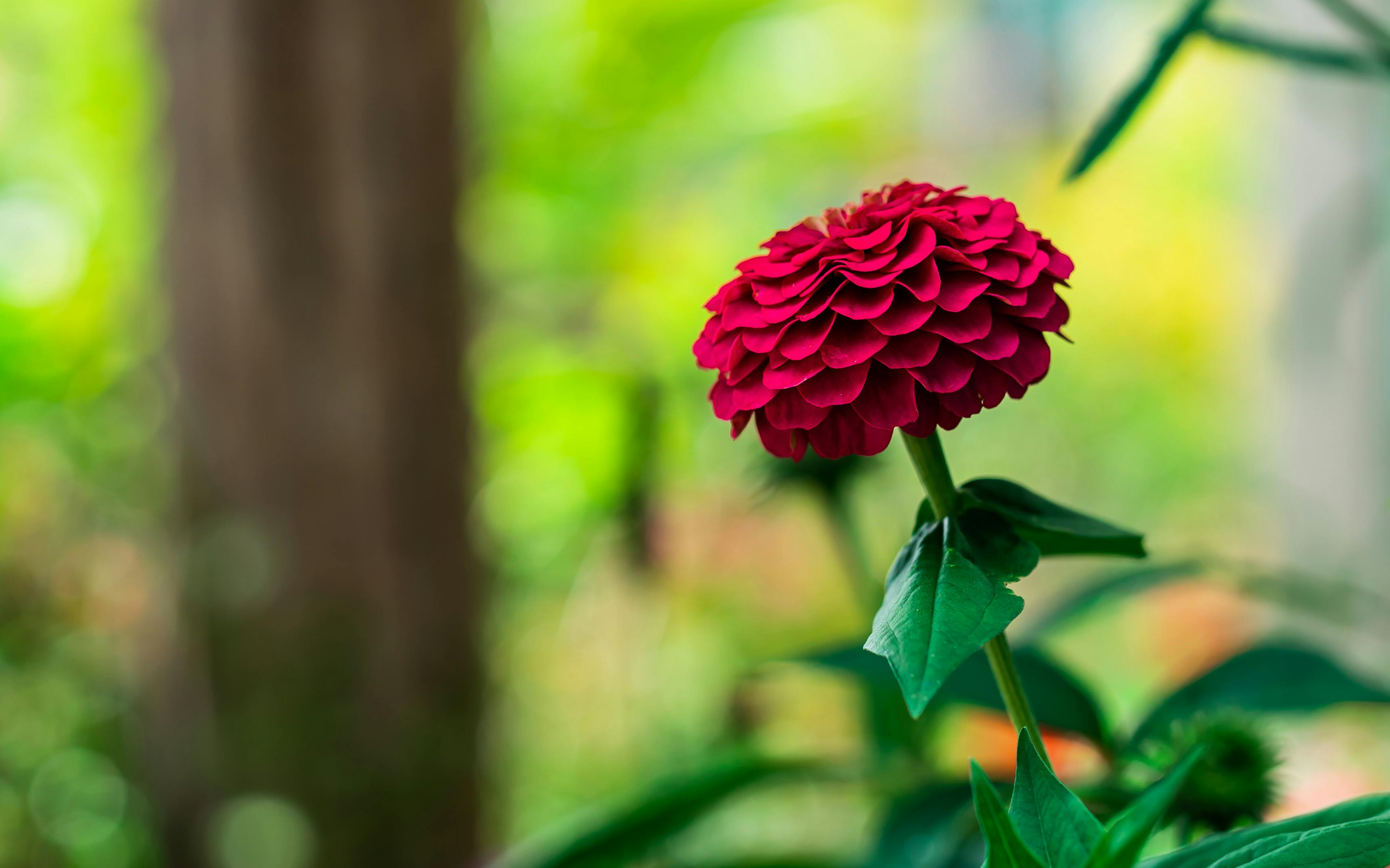 Zinnia Garden Photos, Download Free Zinnia Garden Stock Photos & HD Images