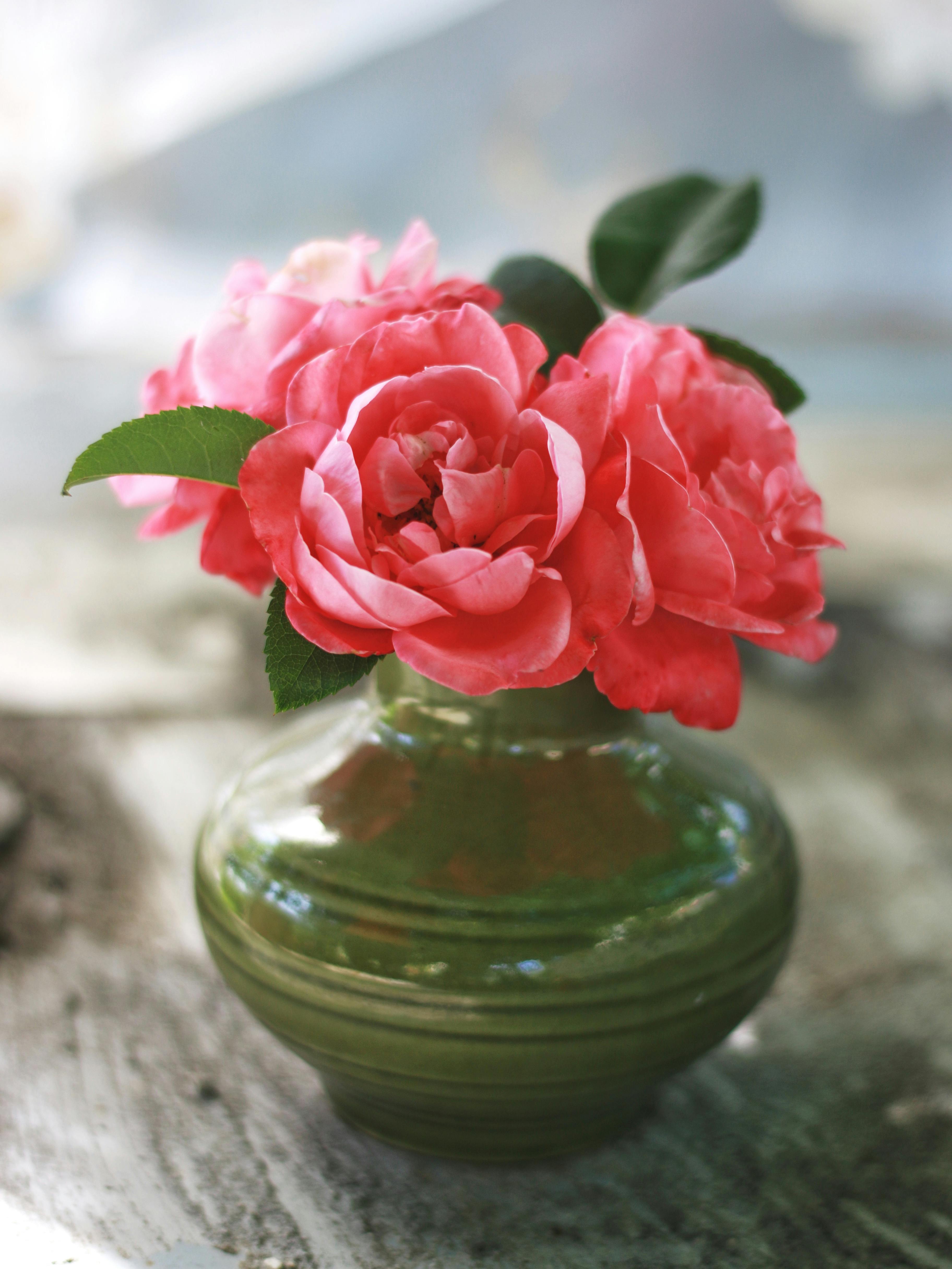 Pink Flowers in Pot on Table · Free Stock Photo