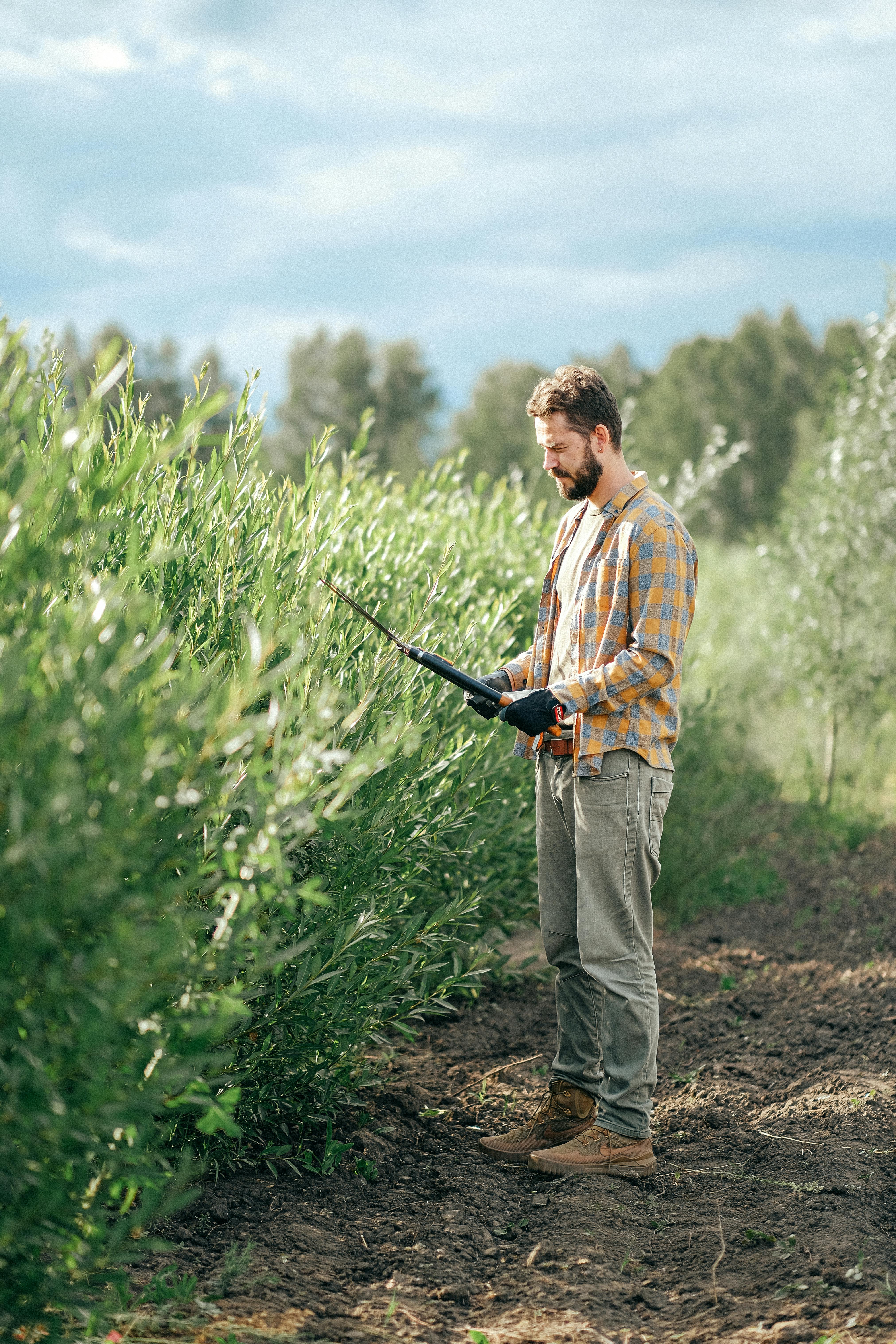 Bush Trimming Photos, Download The BEST Free Bush Trimming Stock Photos ...