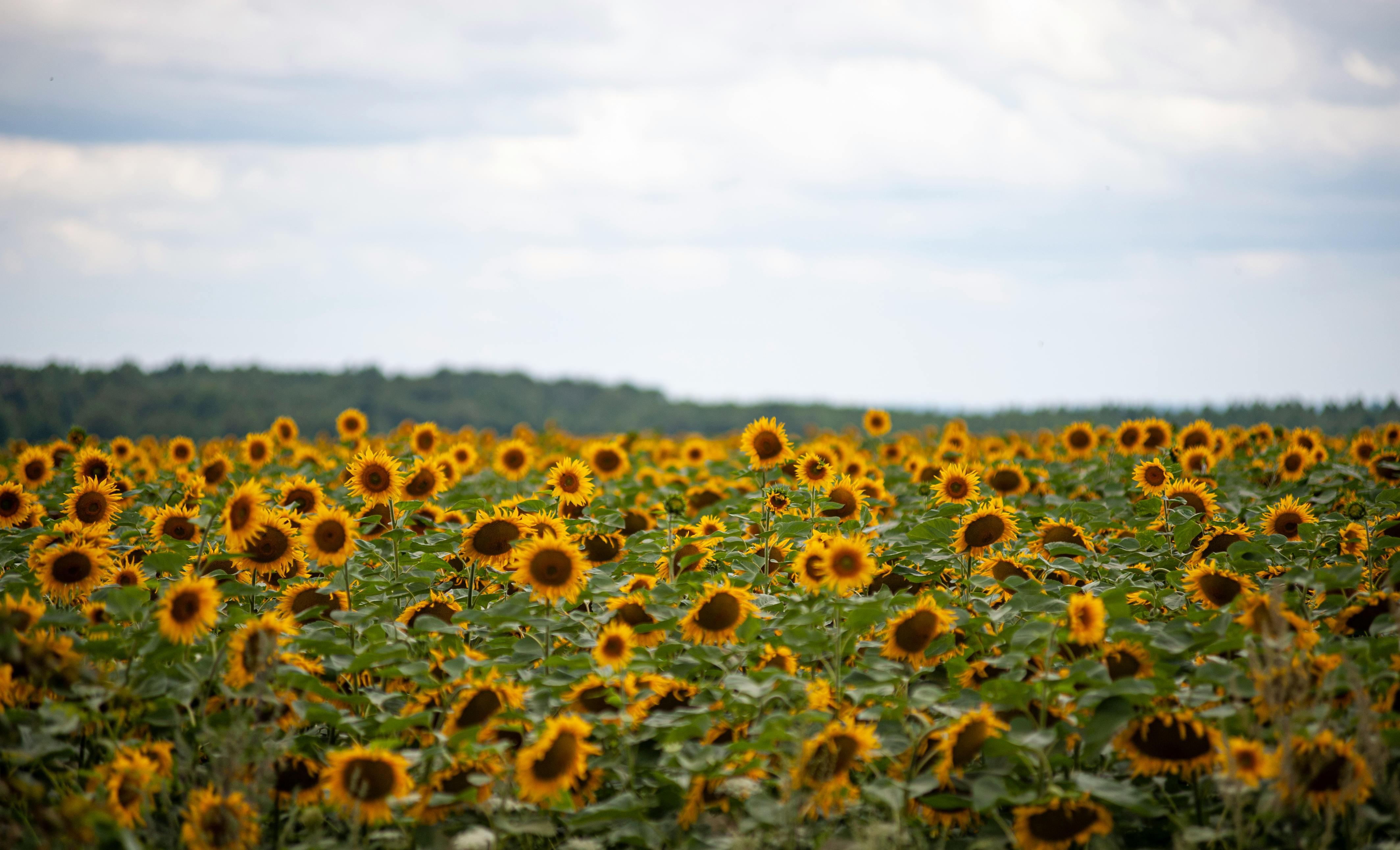 Close-Up Shot of Yellow Sunflower Field · Free Stock Photo