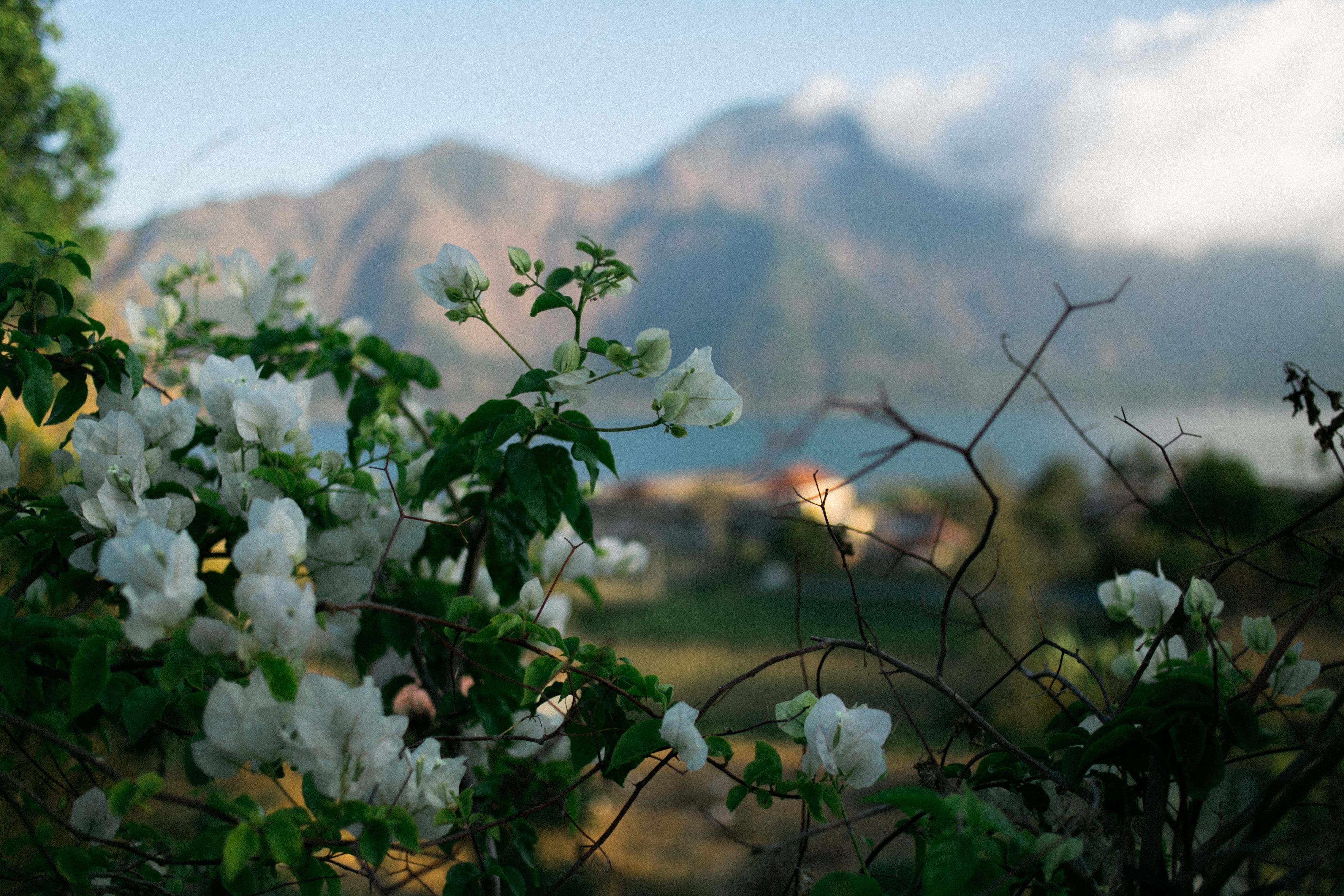 Mountain Flower Background Photos, Download The BEST Free Mountain ...