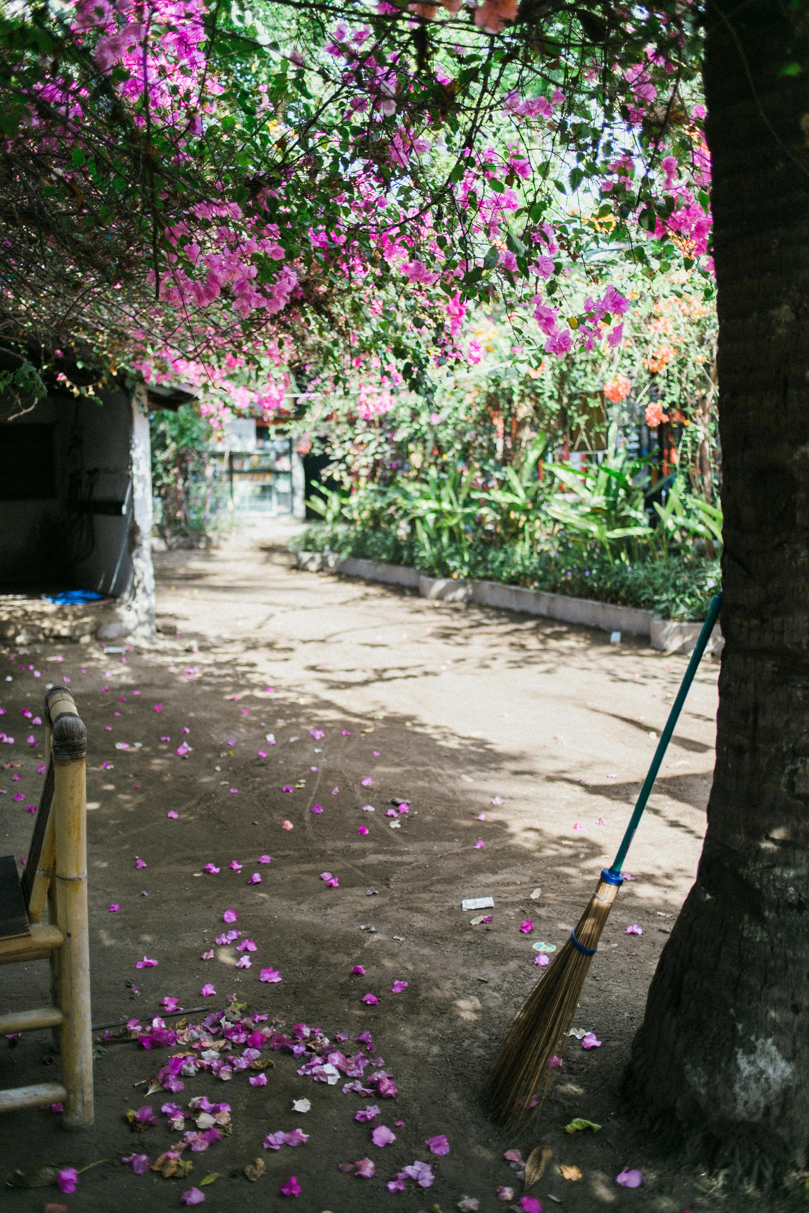 Broom Tree Photos, Download The BEST Free Broom Tree Stock Photos & HD ...