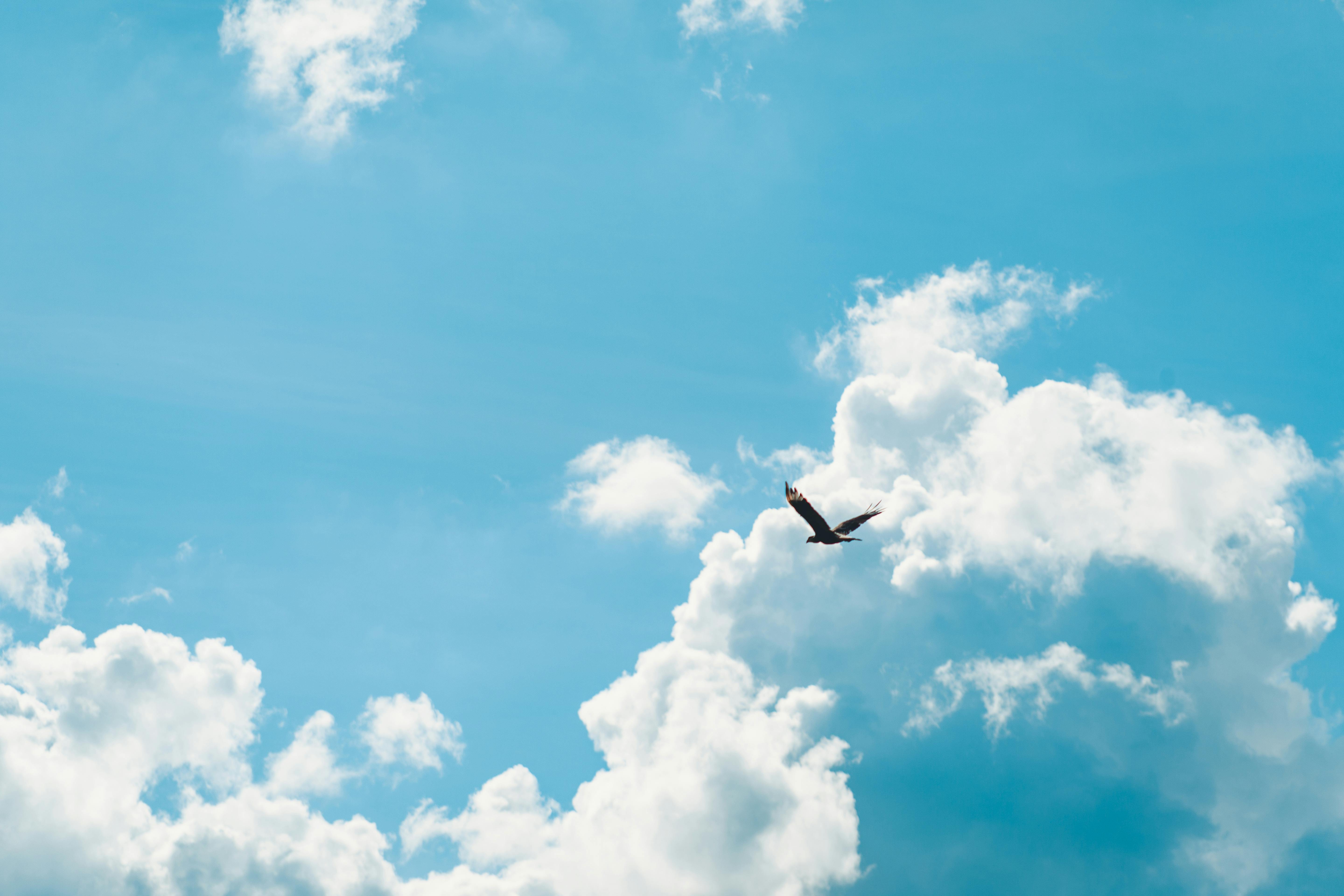 Bird flying in blue sky · Free Stock Photo