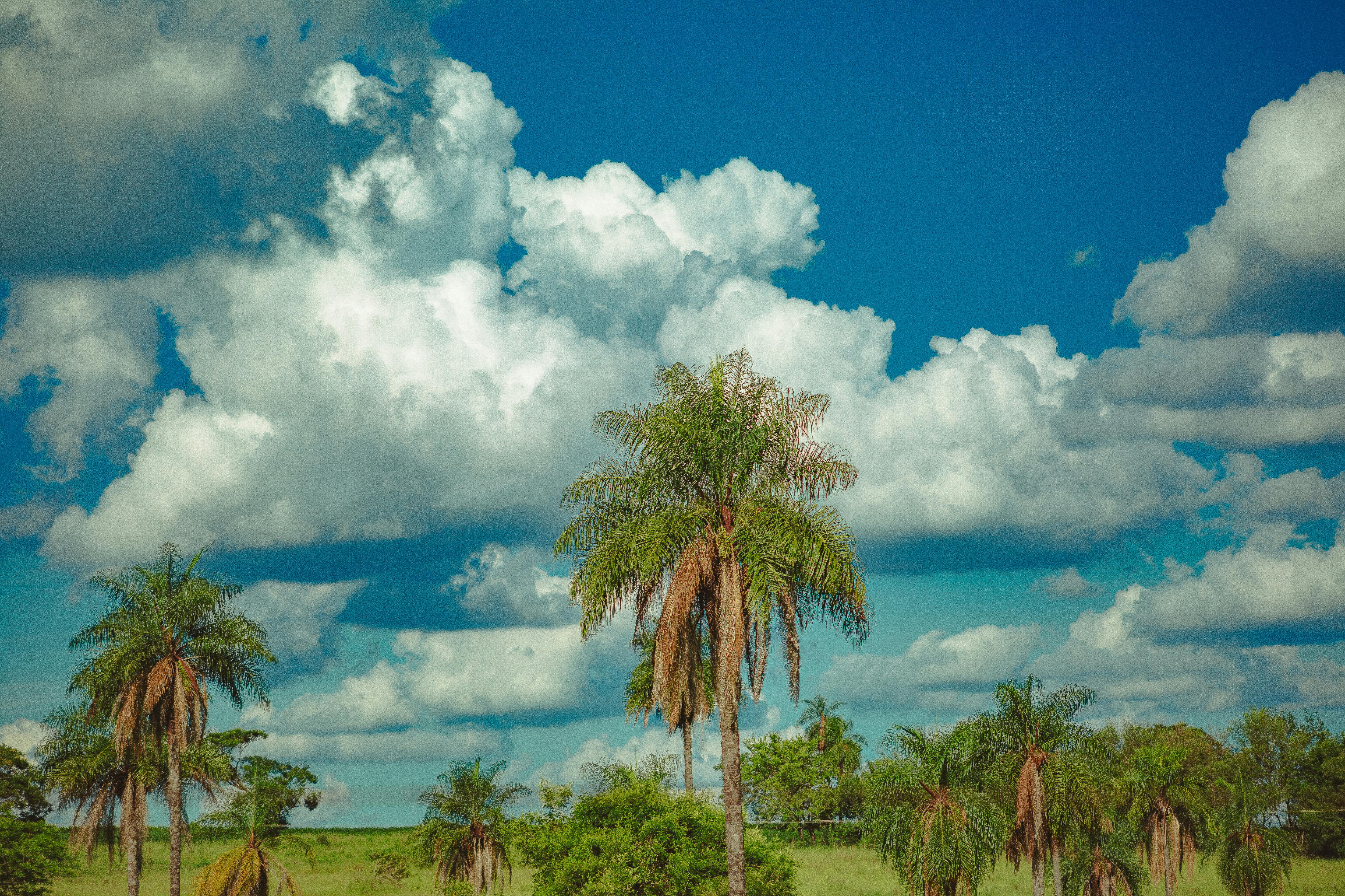 Green palms growing in tropical field · Free Stock Photo