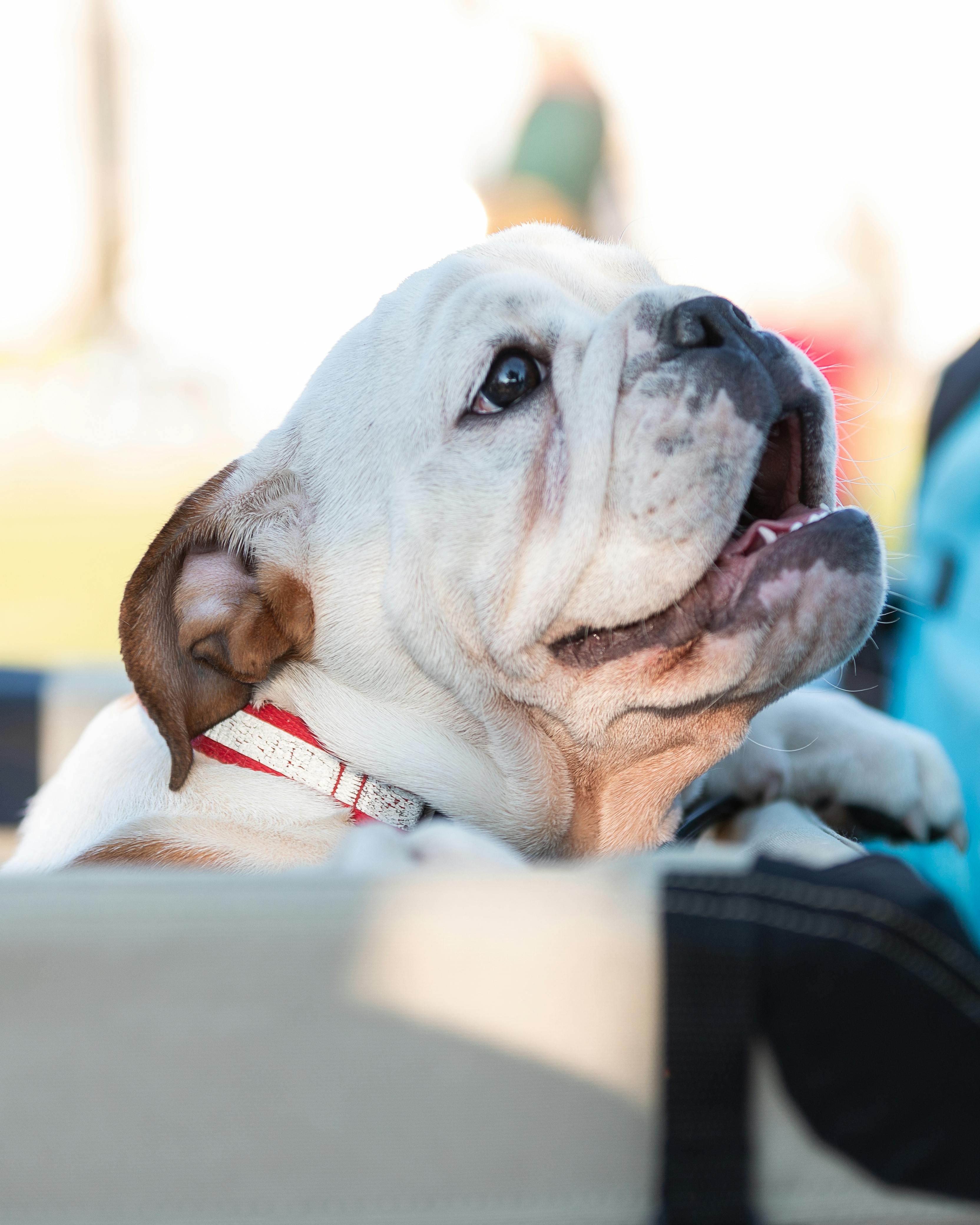 Close-Up Shot of an Adorable Bulldog · Free Stock Photo
