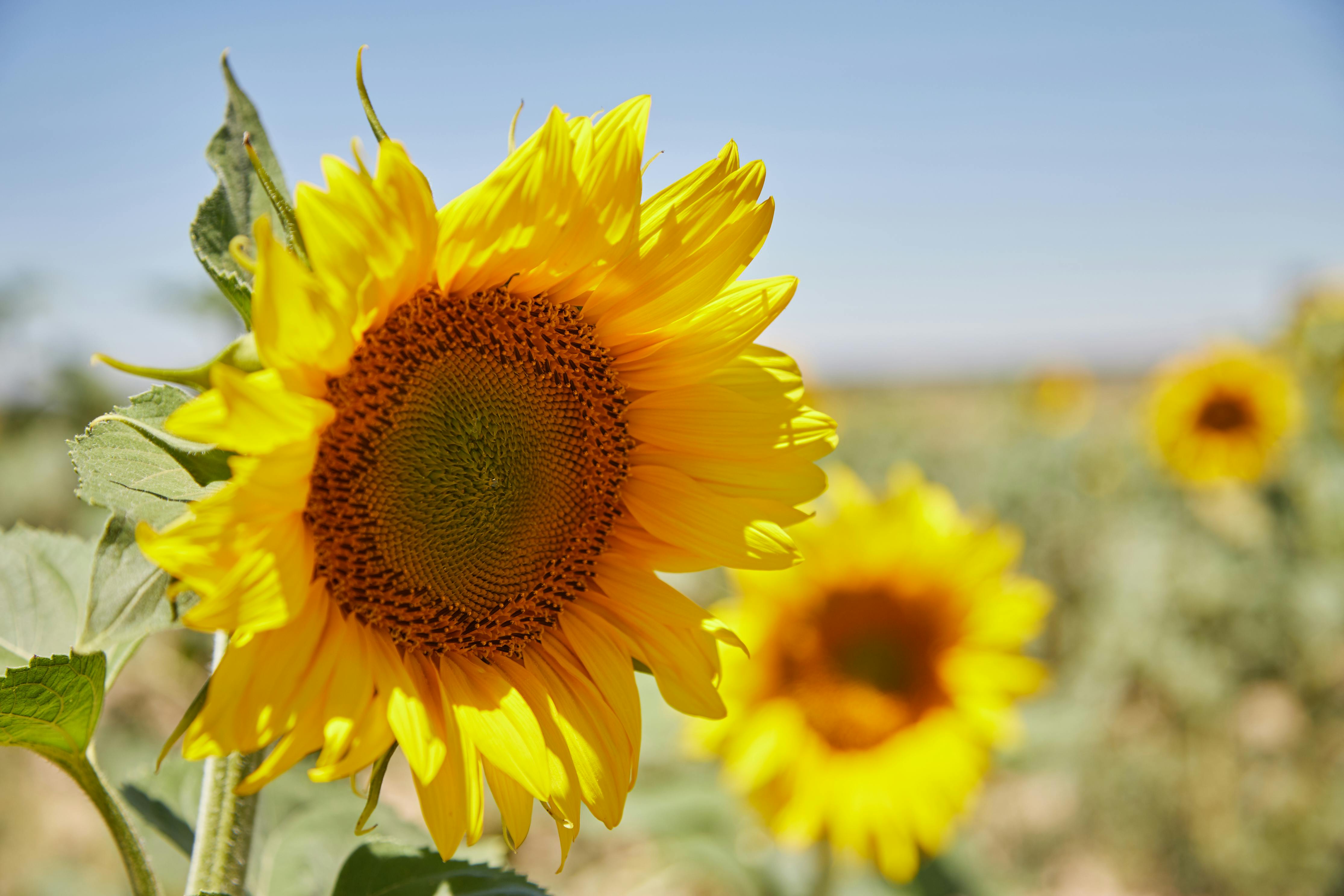 Yellow Sunflower · Free Stock Photo