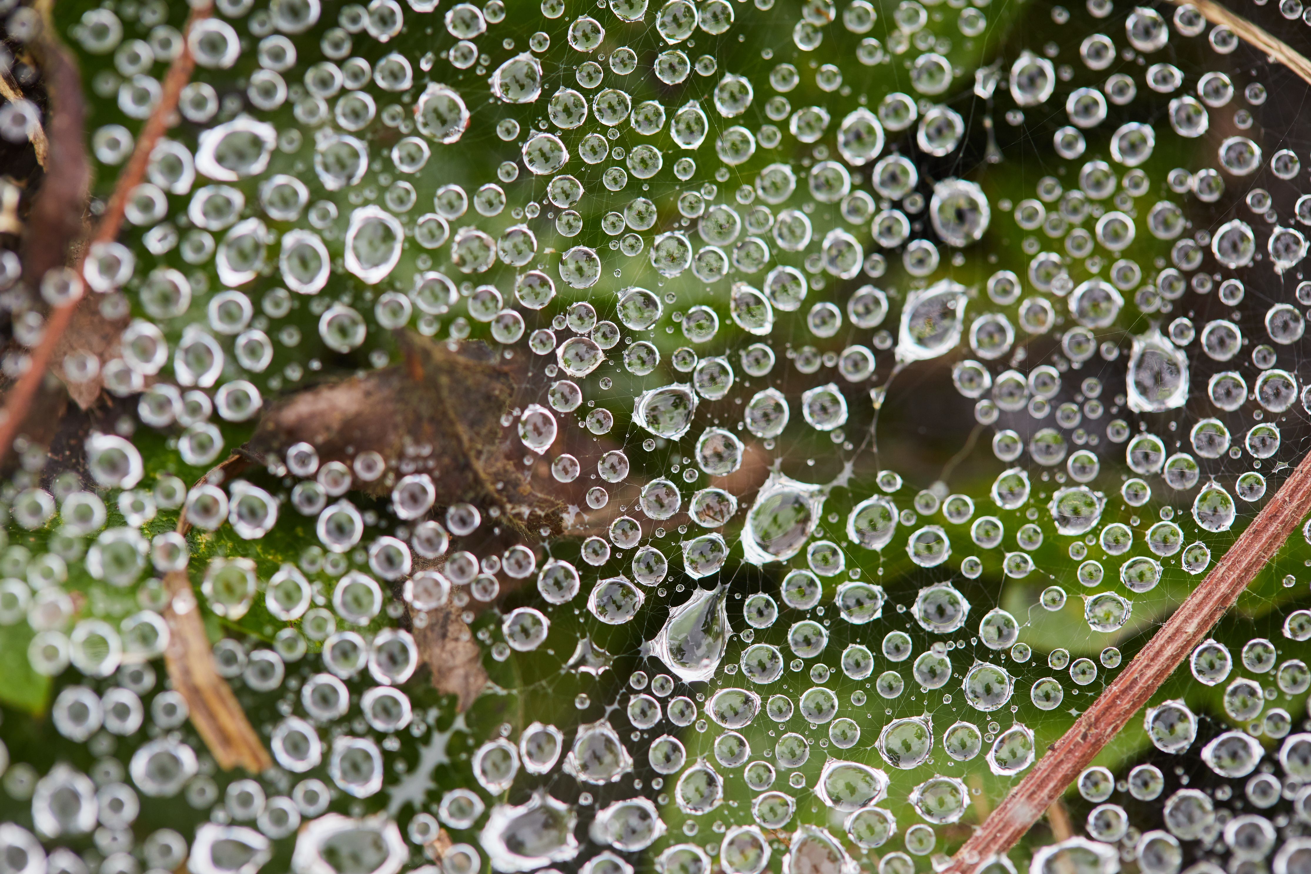 Droplets of Water on the Web in Close-up Photography · Free Stock Photo