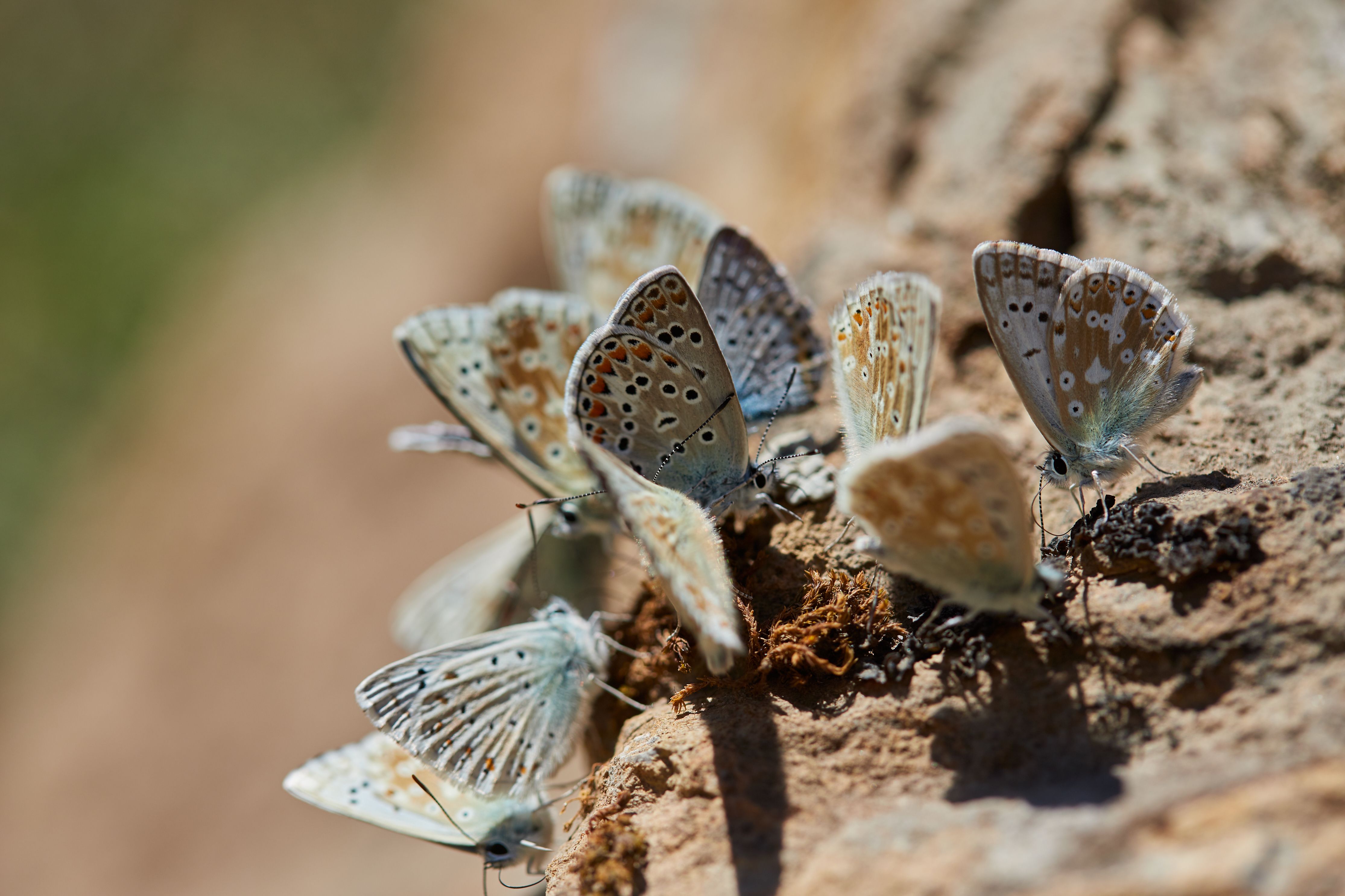Beautiful Butterflies Photos, Download The BEST Free Beautiful ...