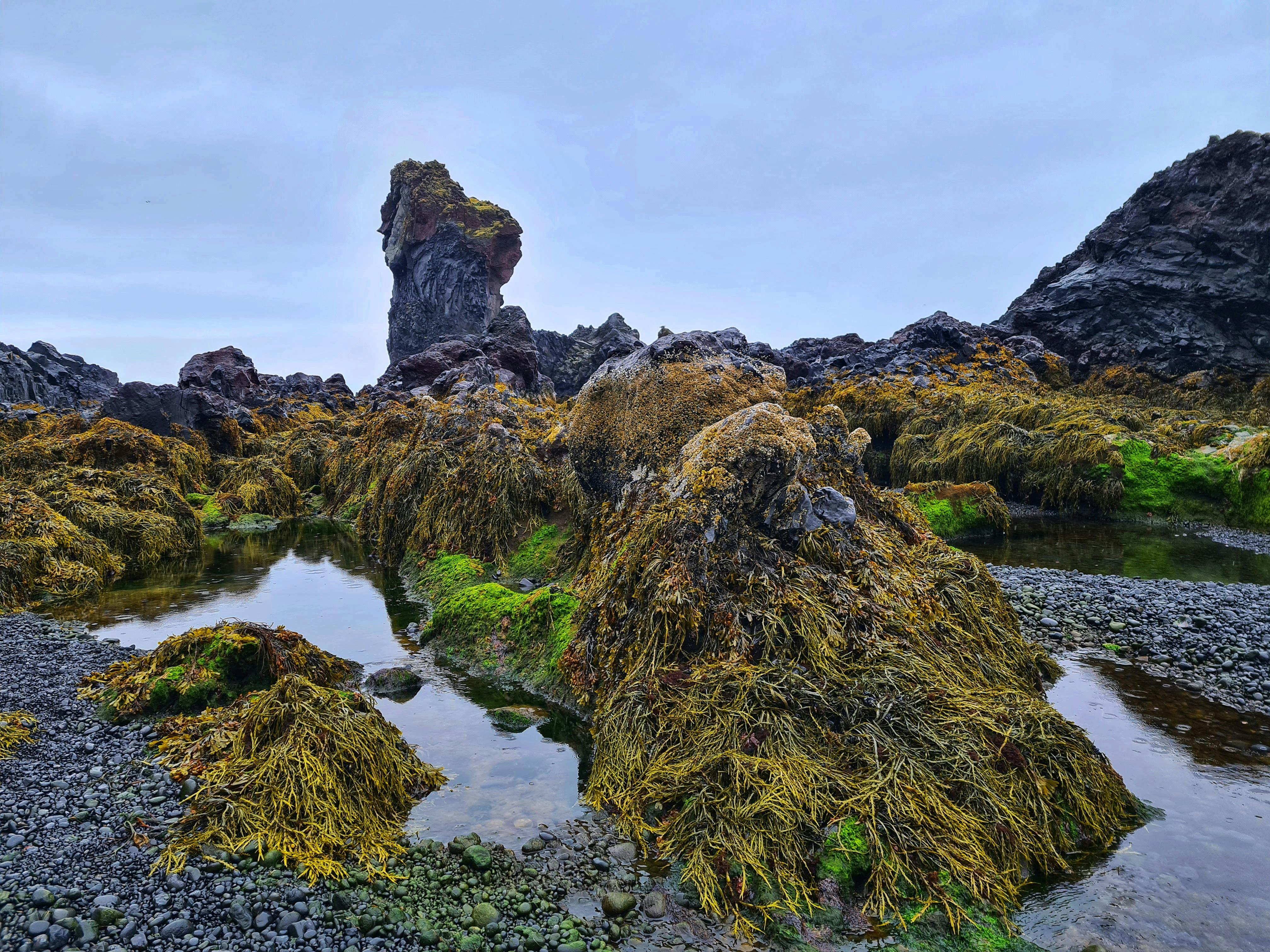 Brown and Green Moss on Rock Formation Near Body of Water · Free Stock ...