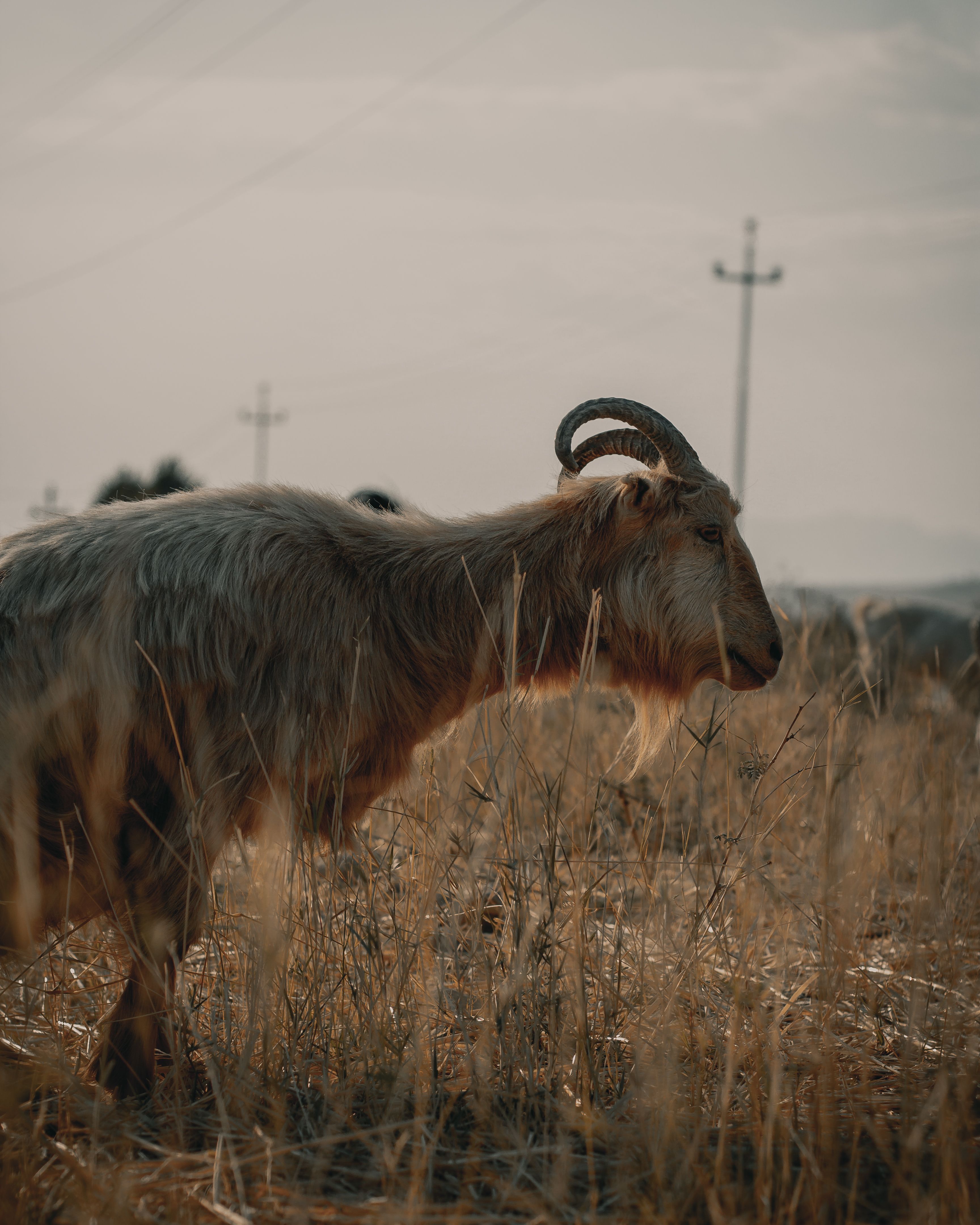 Side View of a Goat with Horns · Free Stock Photo