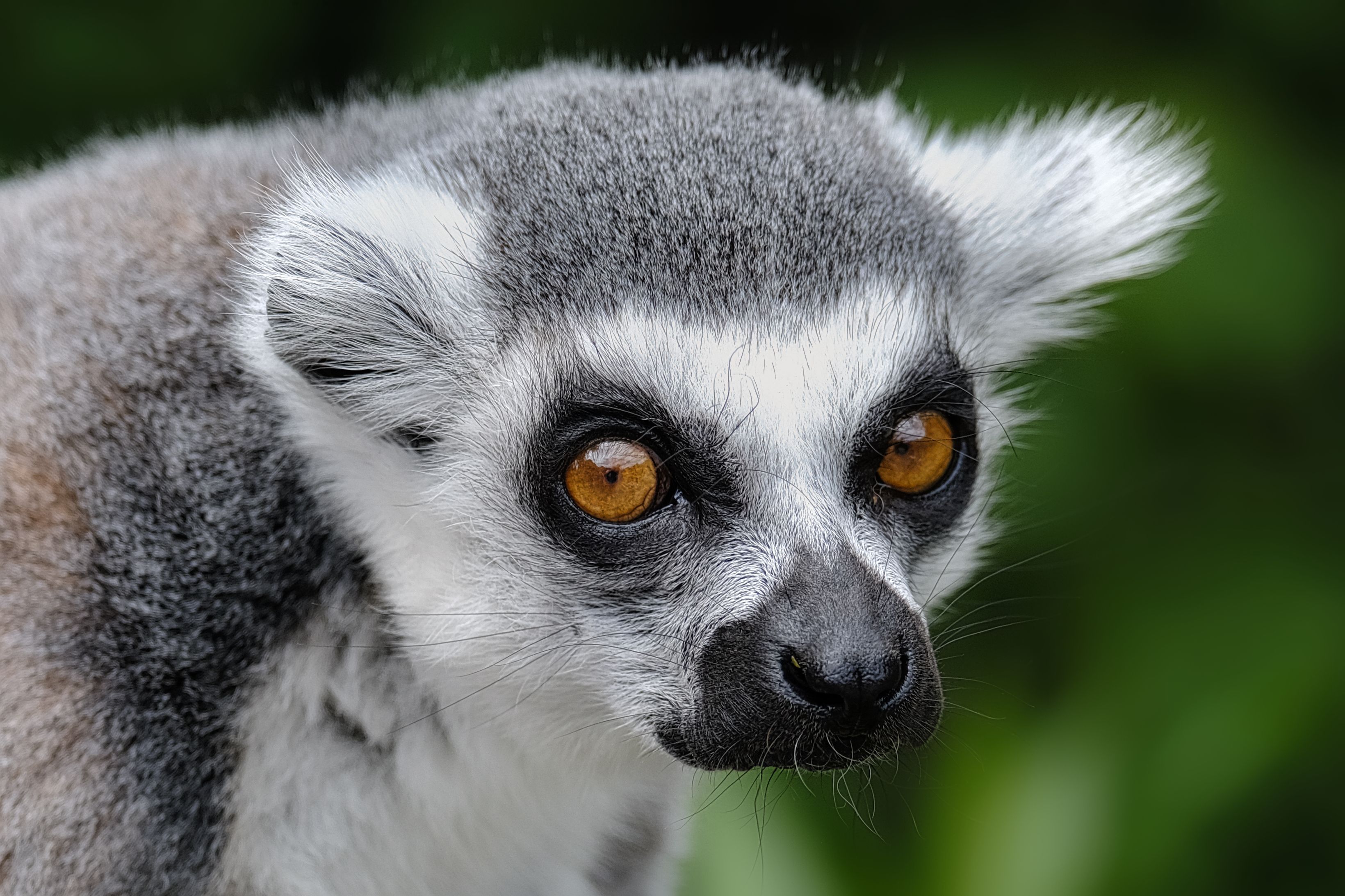 Lemur in Close-up Photography · Free Stock Photo