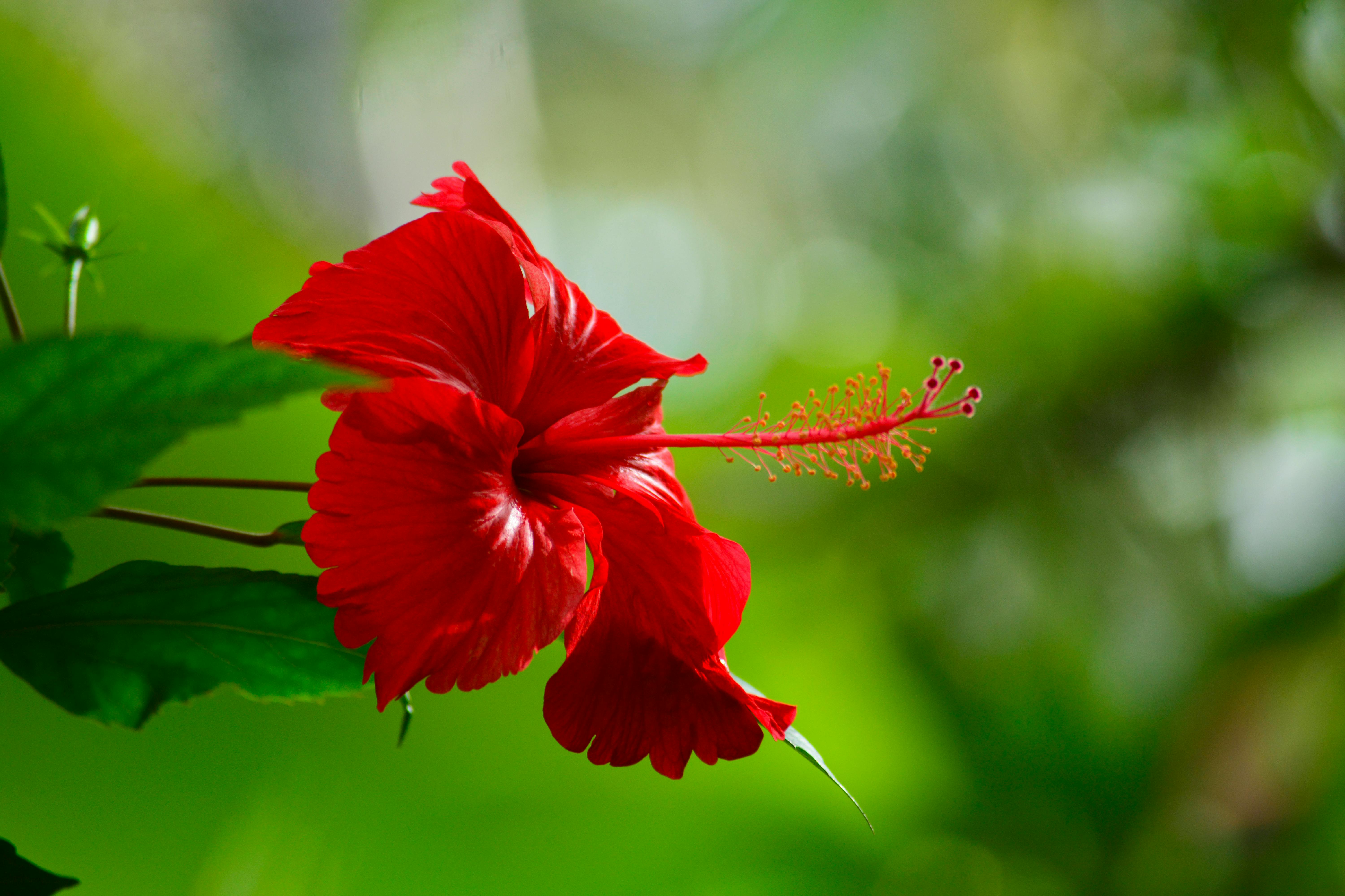 Hibiscus Flower Wallpapers For Mobile | Best Flower Site