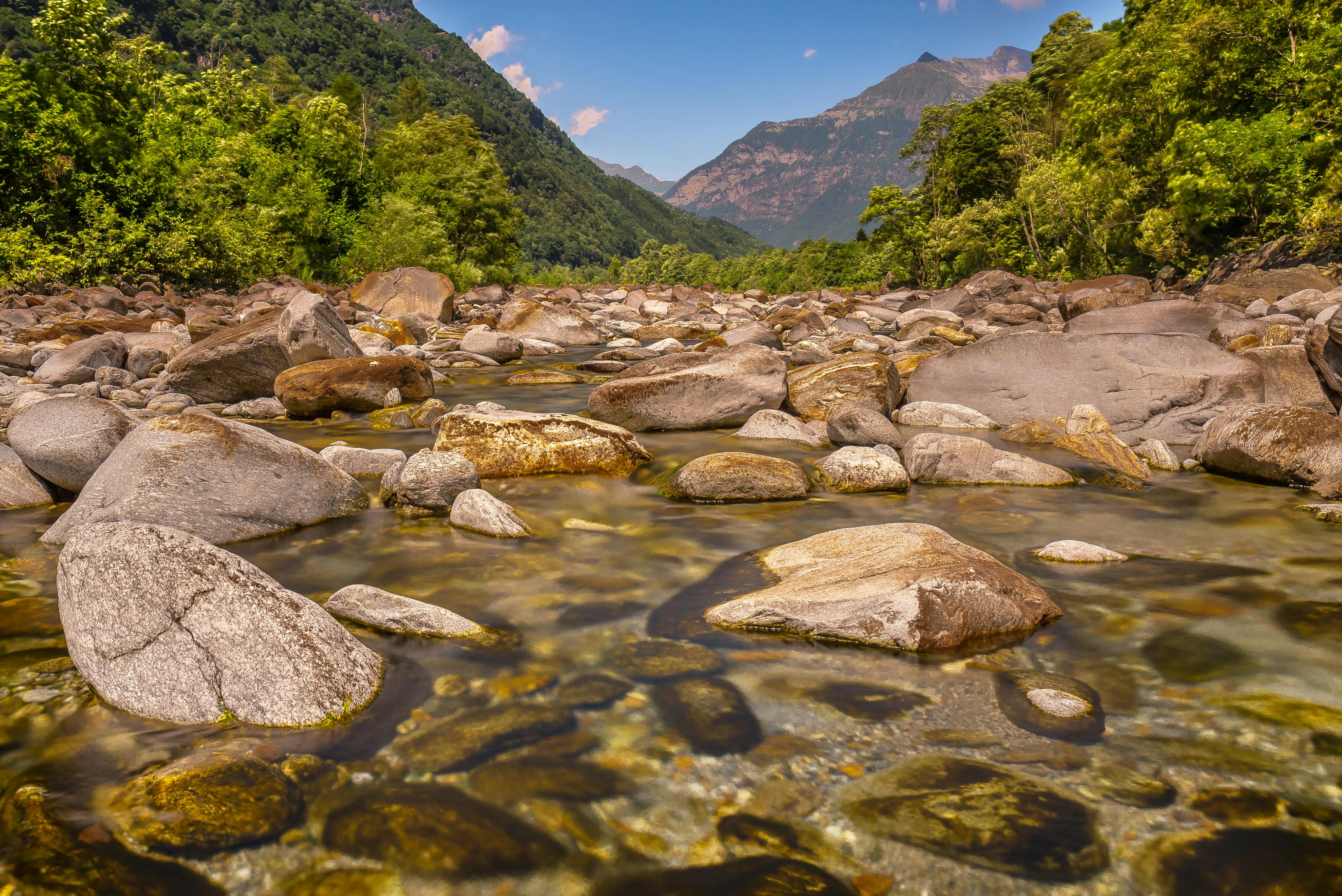 Shallow Forest Background Photos, Download The BEST Free Shallow Forest ...