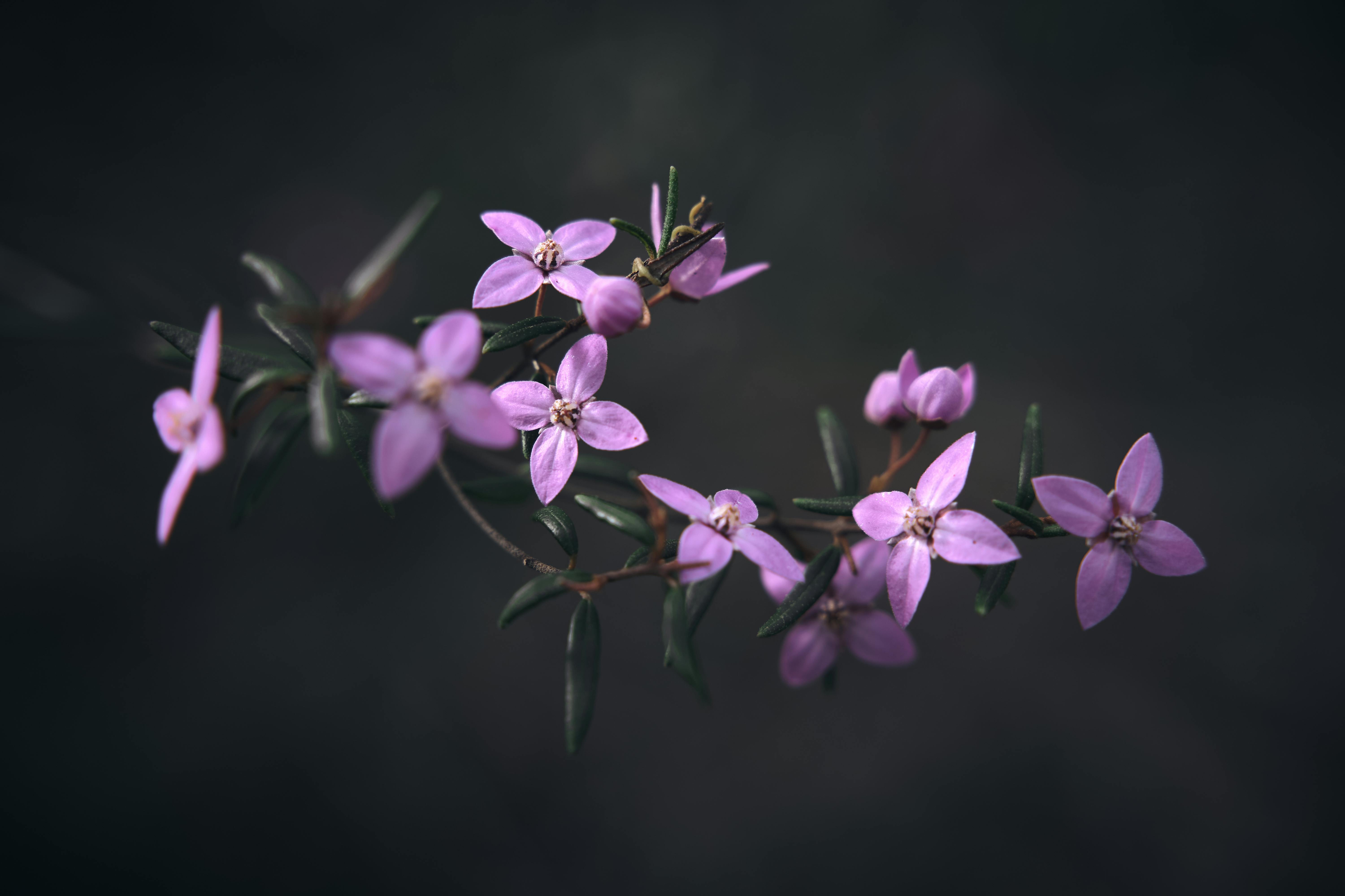 Tiny Purple Flowers Photos, Download The BEST Free Tiny Purple Flowers ...