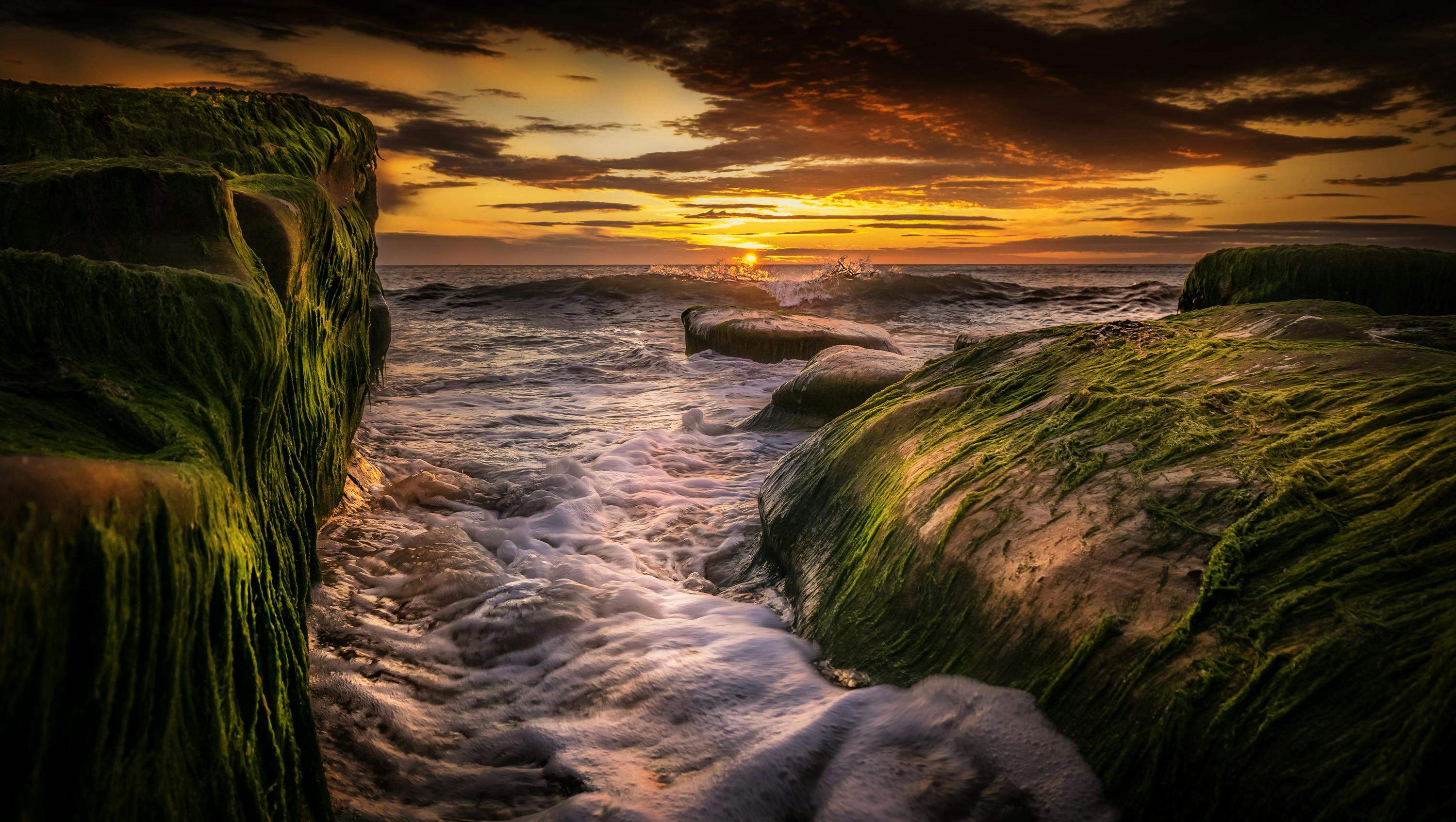 Yellow Seaweed on Ground · Free Stock Photo