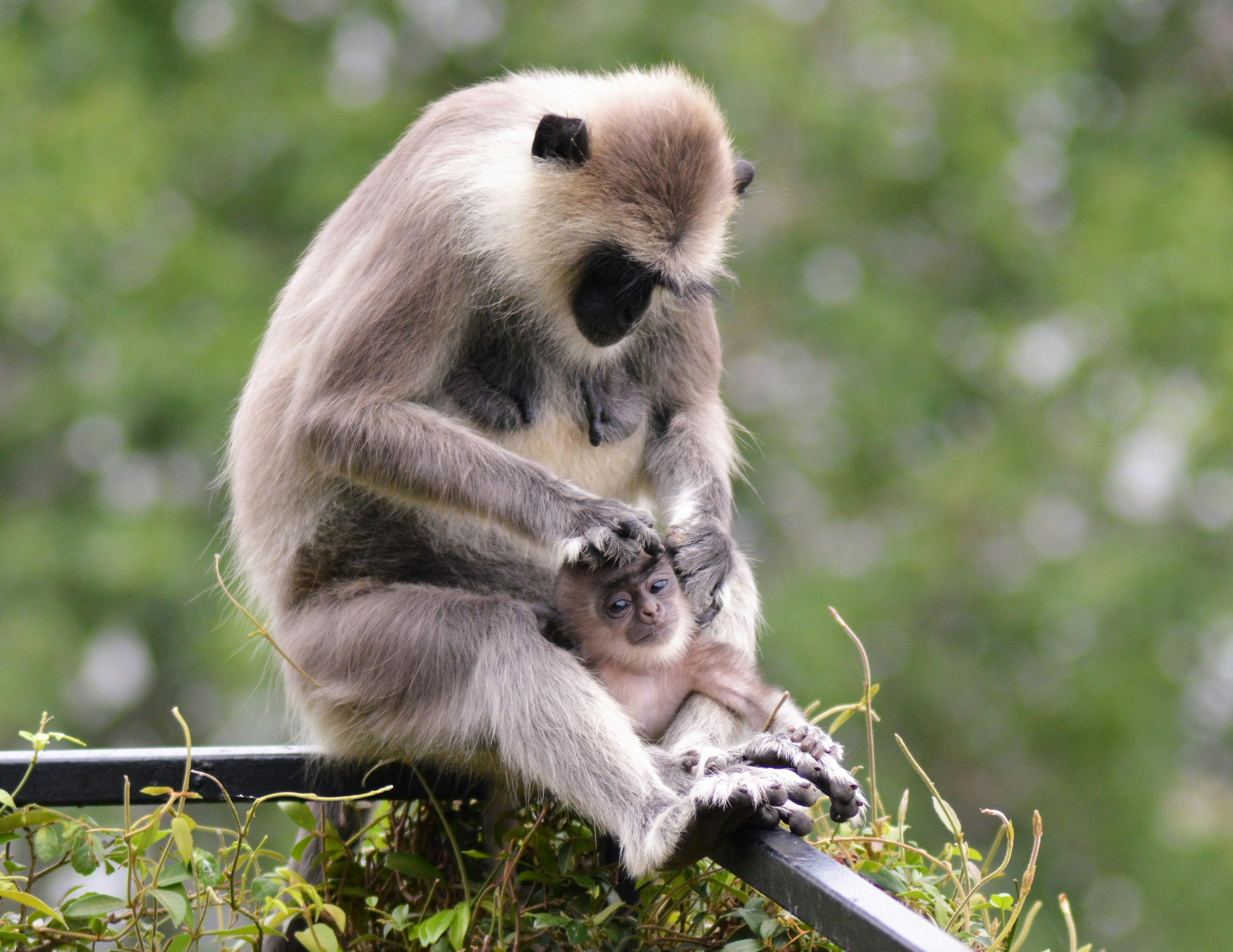 Monkey with Baby · Free Stock Photo
