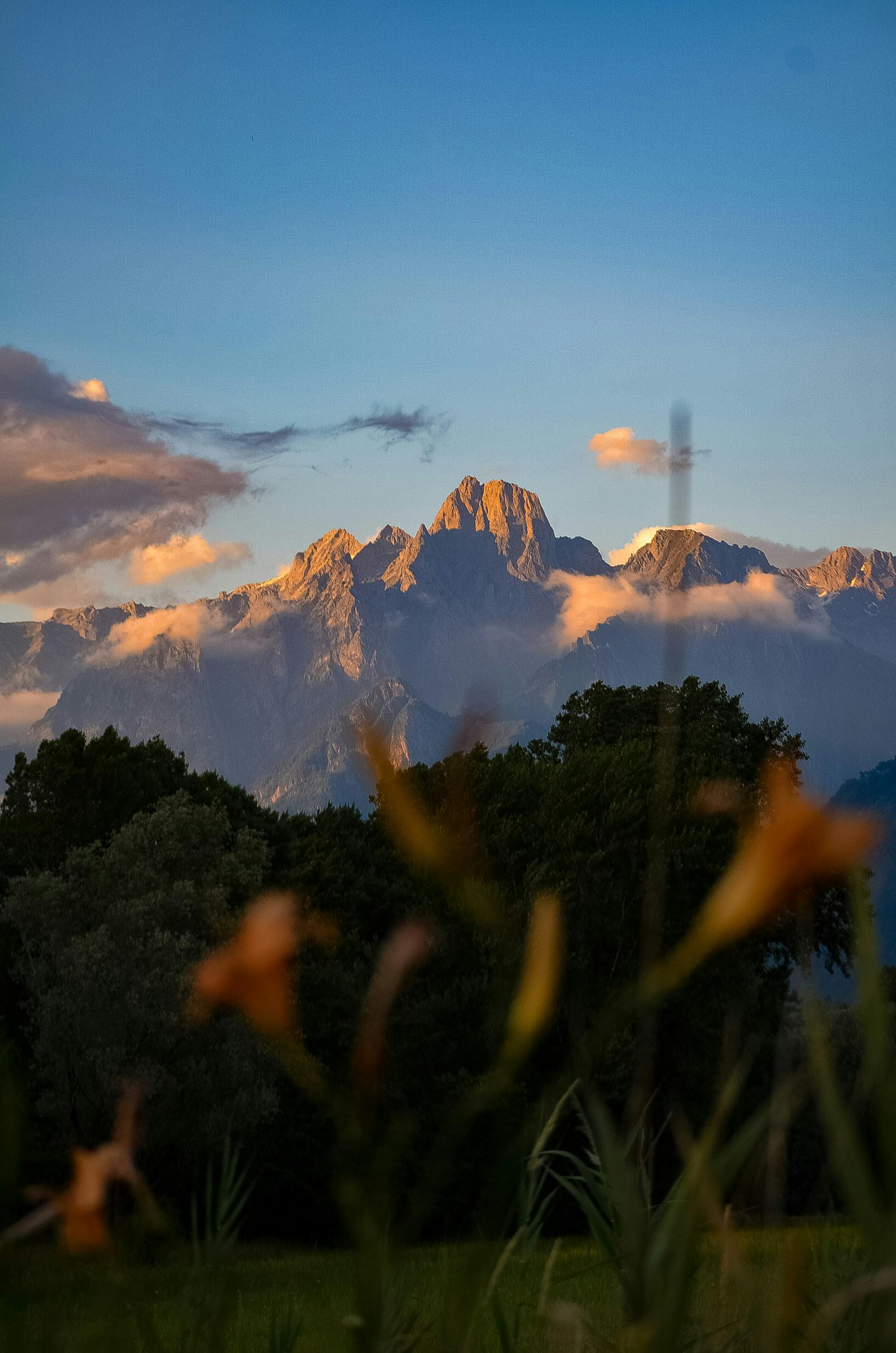 101.115+ Fotos y Imágenes de Cocti plant Gratis · Banco de Fotos Gratis