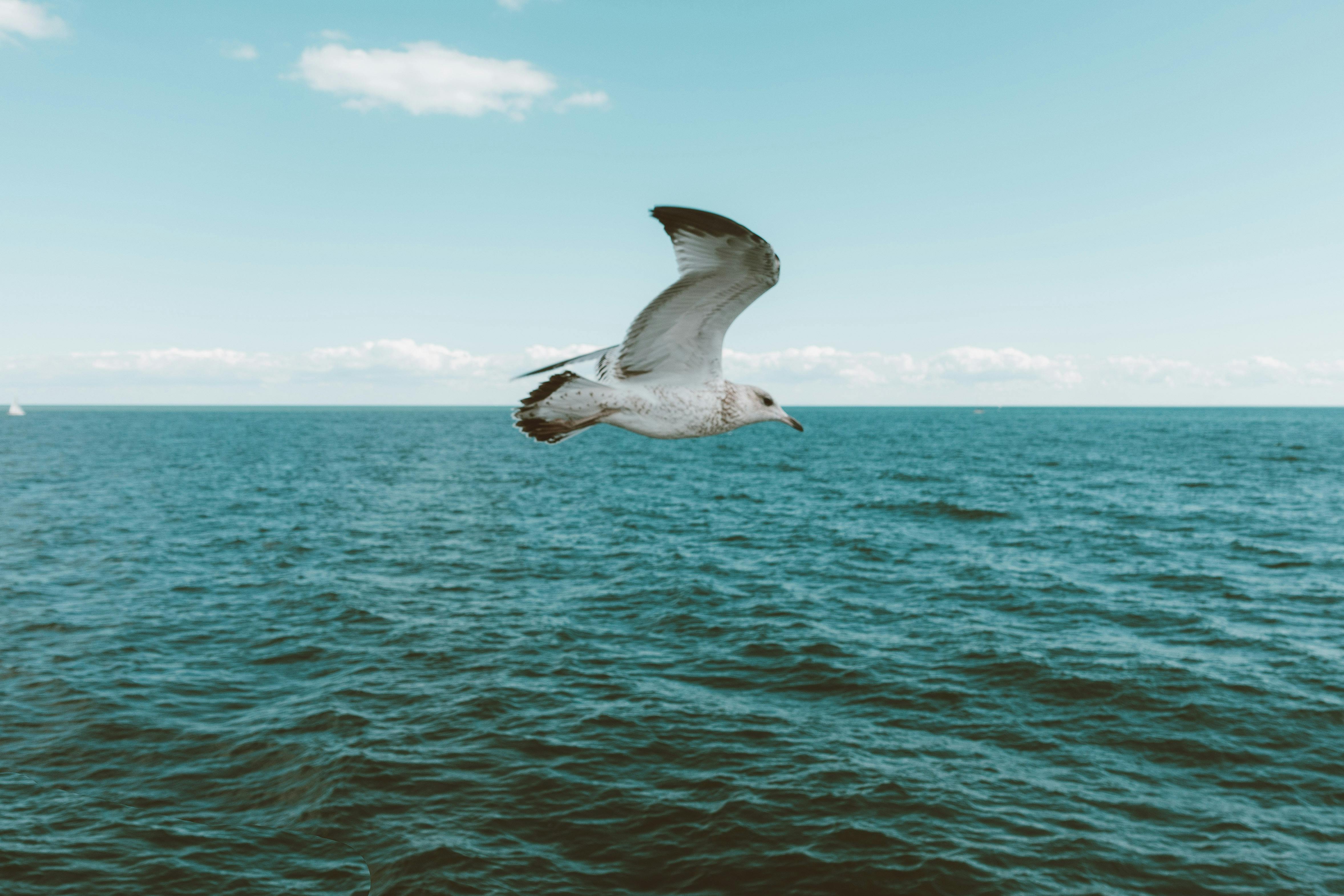 Seagull in clear sky over sea · Free Stock Photo
