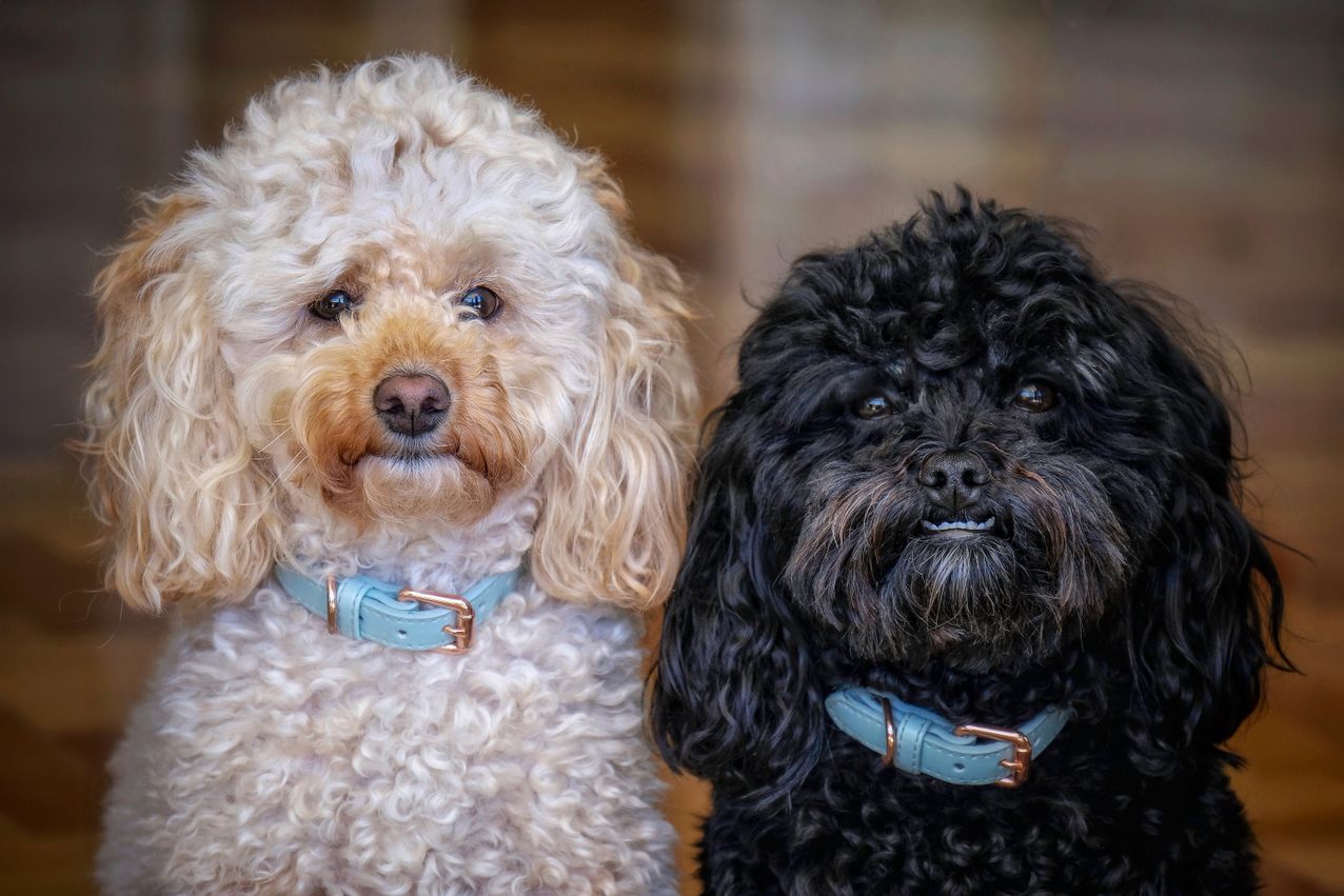Understanding Standard Poodle Size: AKC Recognized Varieties
