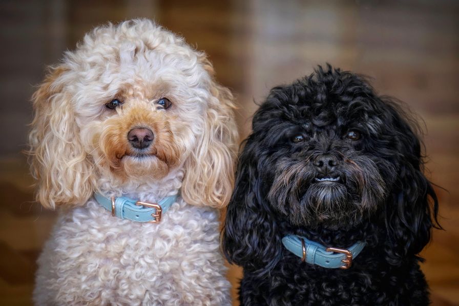 Understanding Standard Poodle Size: AKC Recognized Varieties