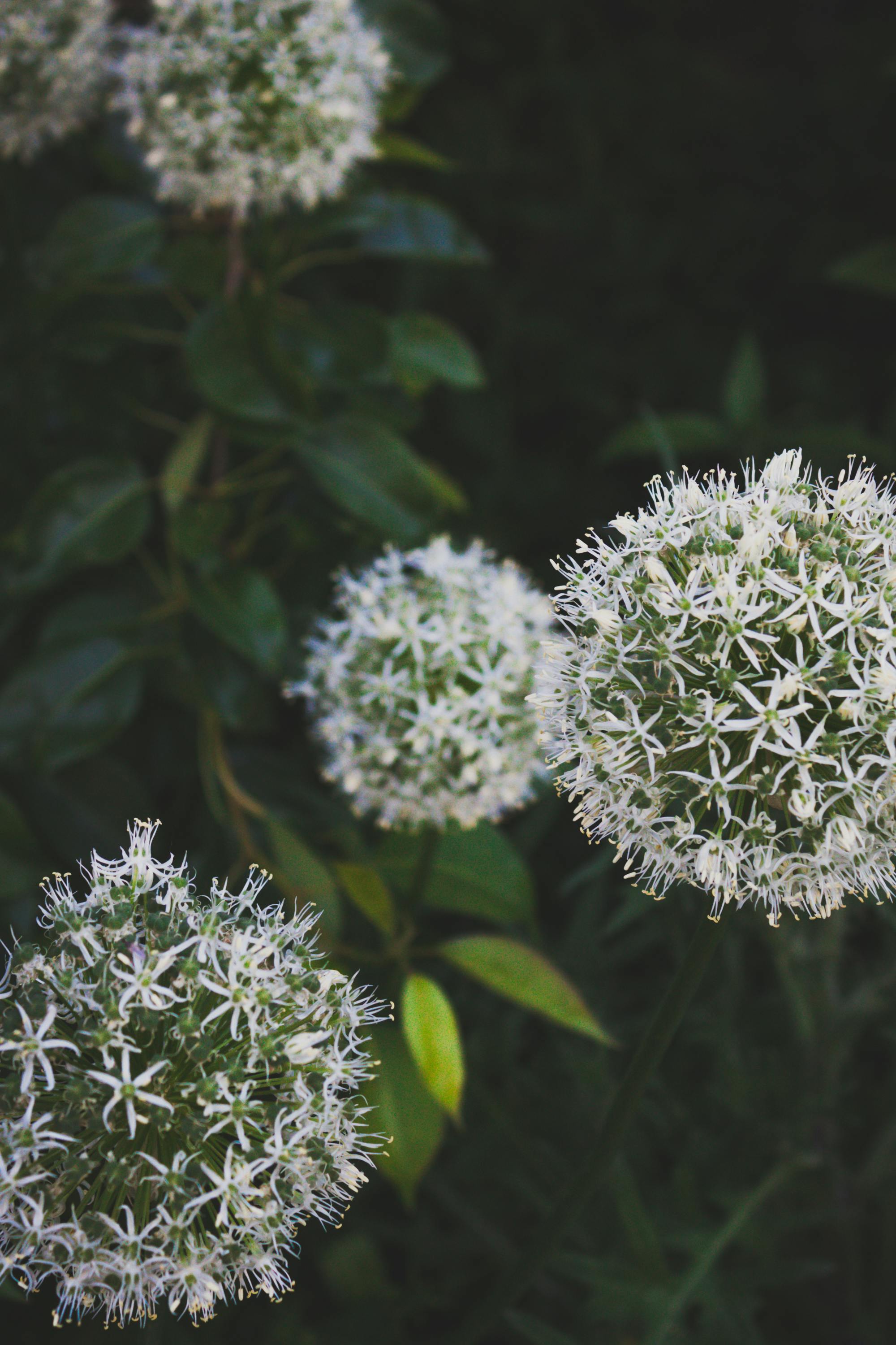 Close-Up View of Blooming Flowers · Free Stock Photo