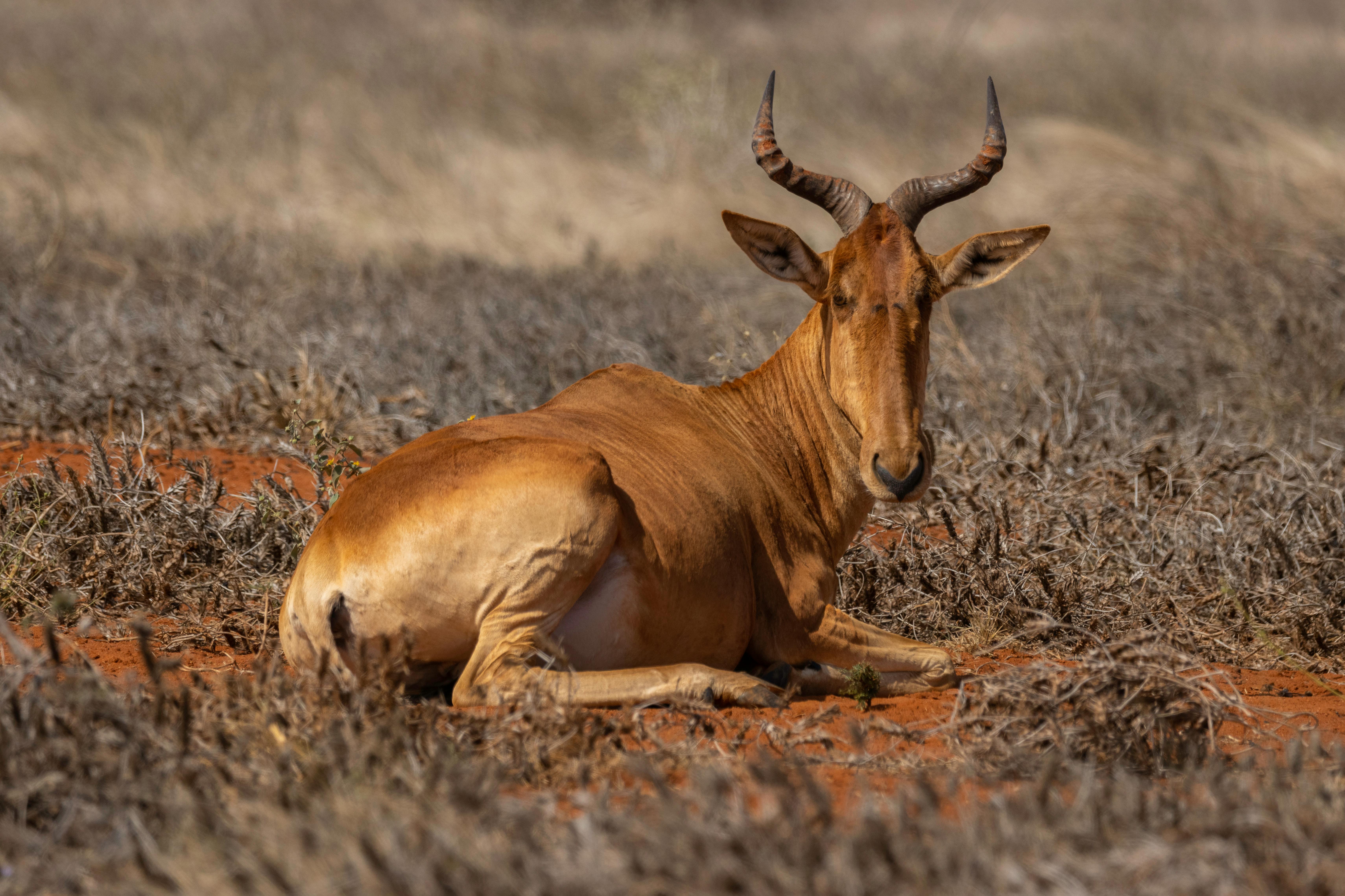 An Antelope Lying Down · Free Stock Photo