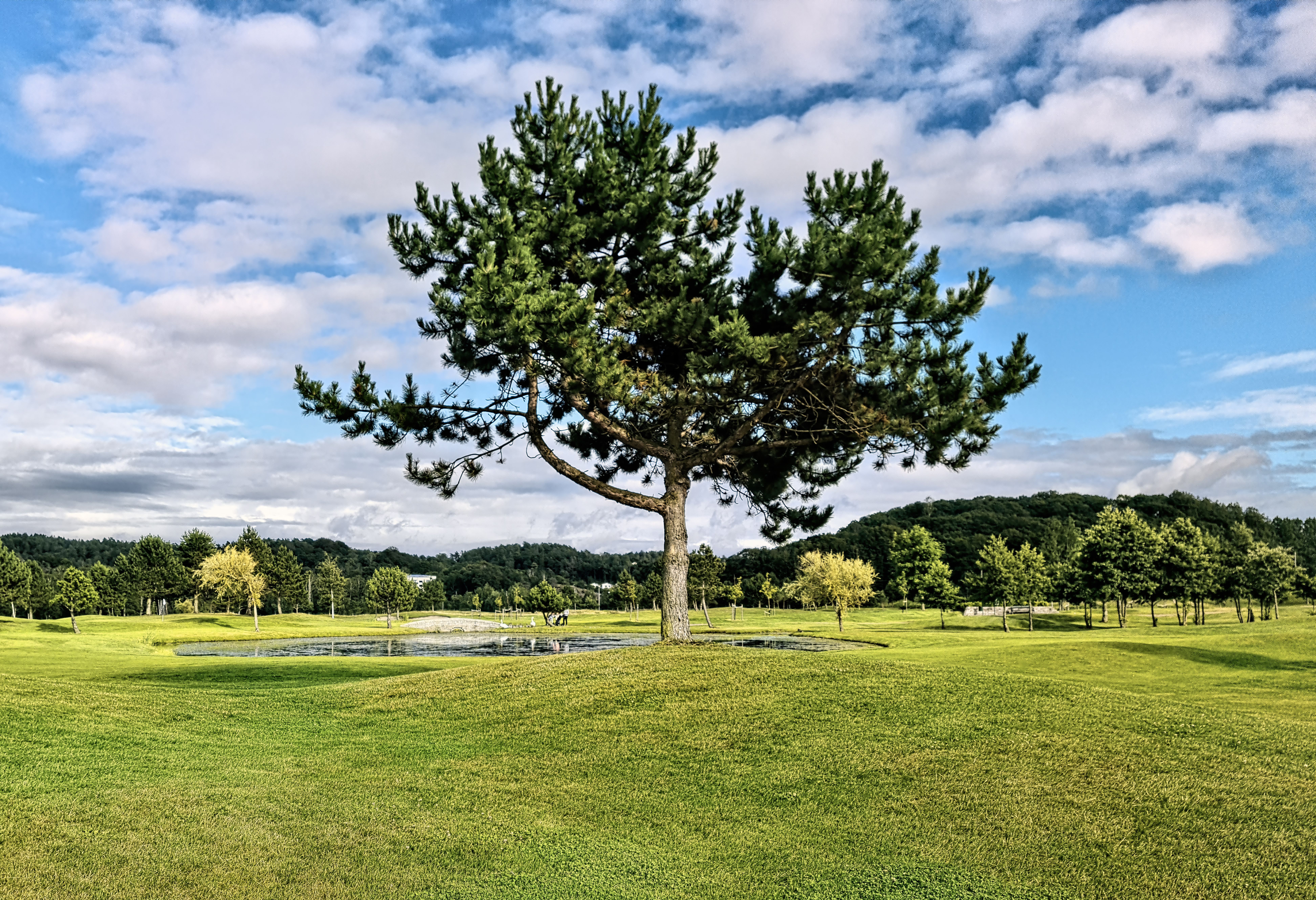 Green Trees on a Golf Course Under Blue Sky · Free Stock Photo