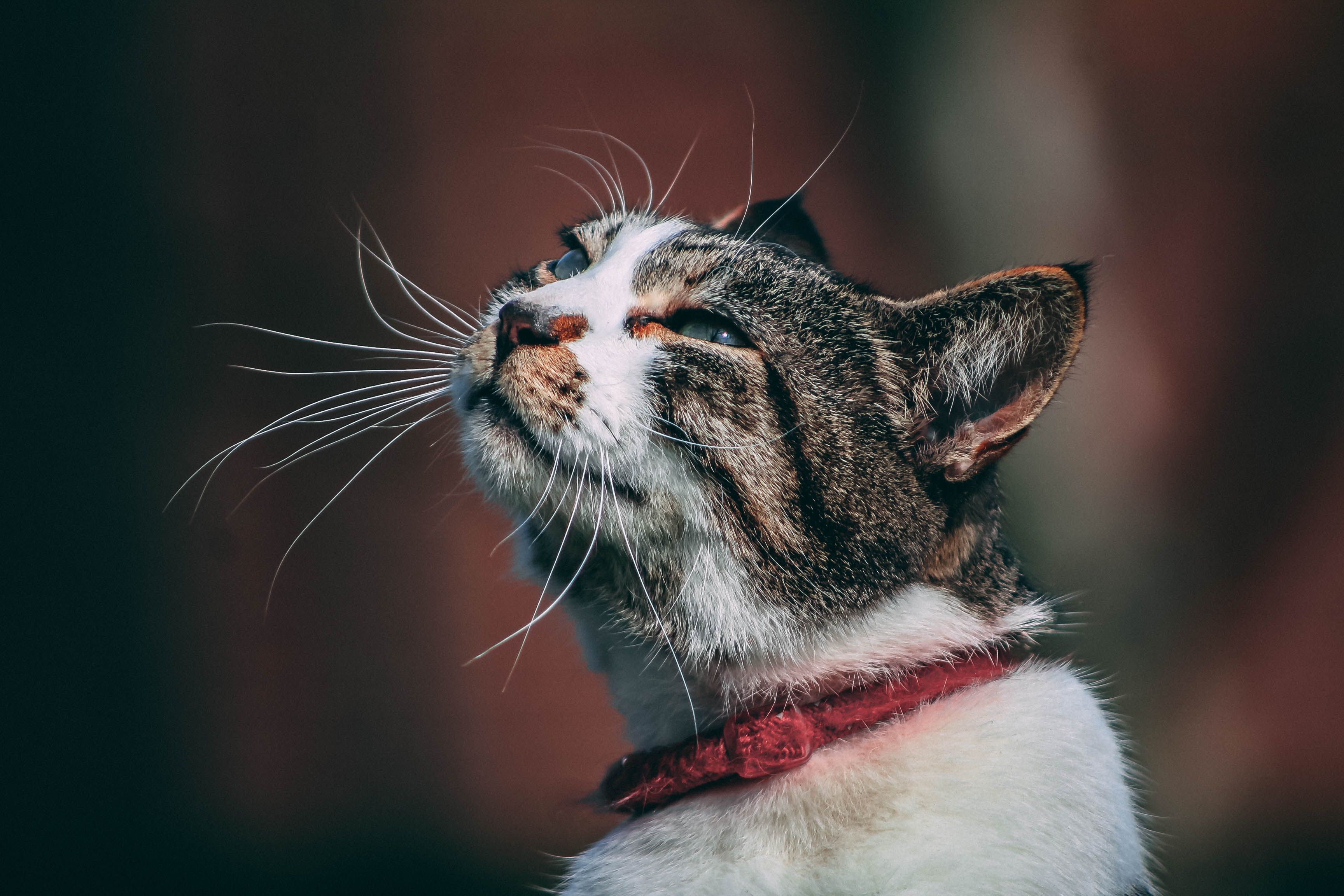 Sick Cat Photos, Download The BEST Free Sick Cat Stock Photos & HD Images