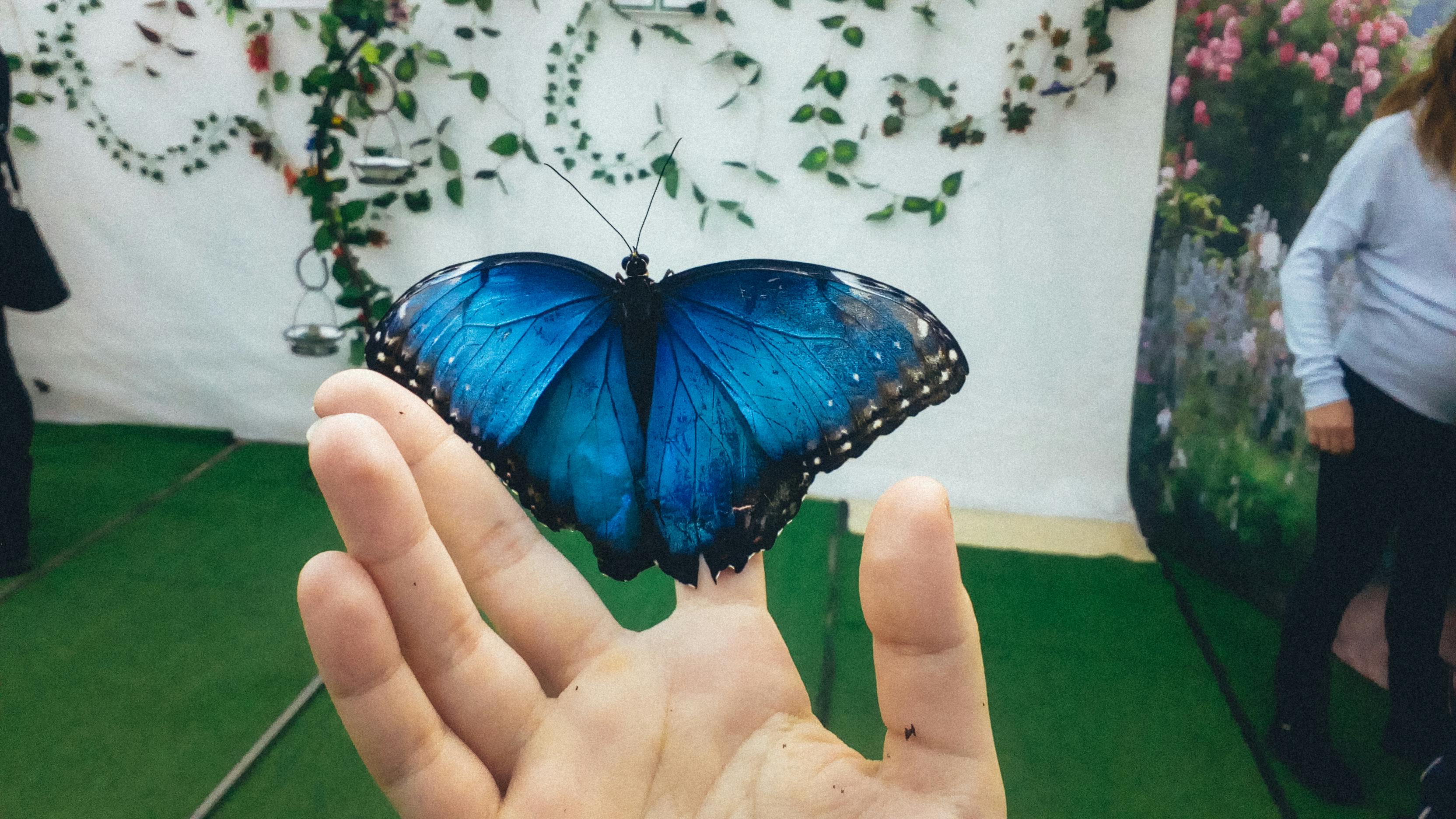 Blue and Black Butterfly on Persons Hand · Free Stock Photo